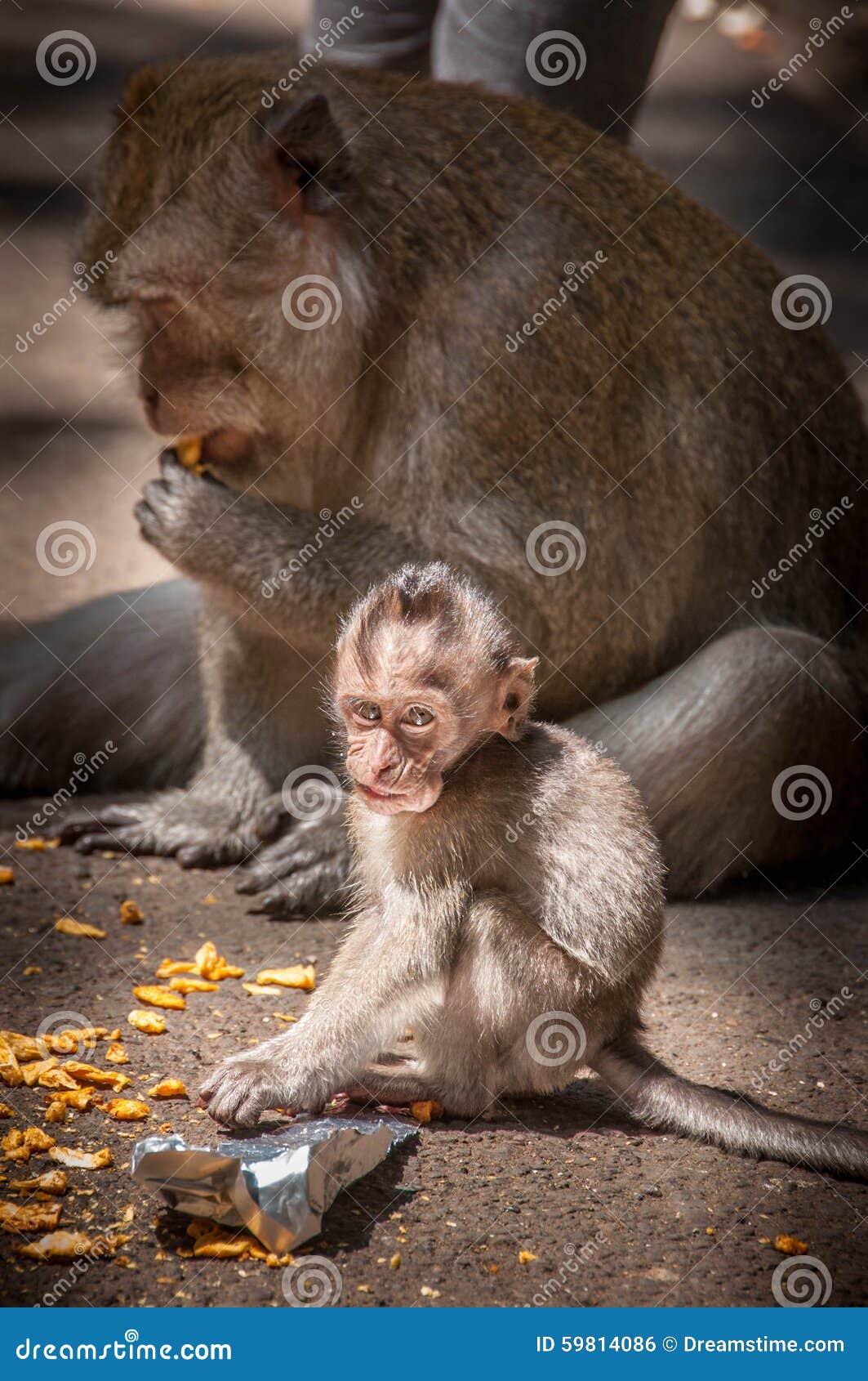 Baby monkey with mama stock photo. Image of jungle, babymonkey - 59814086