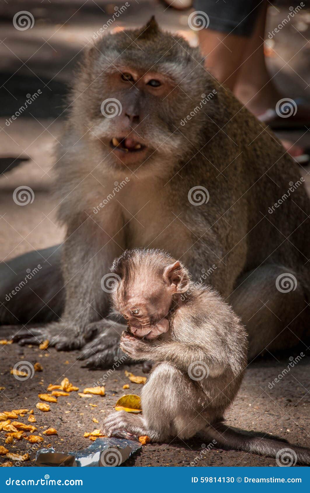 Mama Monkey Love Royalty-Free Stock Photo | CartoonDealer.com #46221045