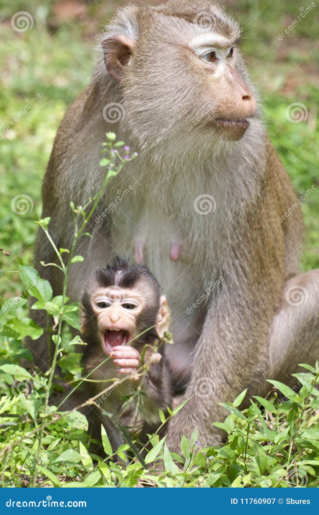 Baby Monkey with Mom stock image. Image of baby, outside - 11760907