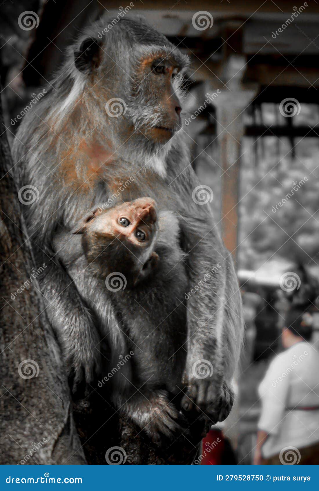 Baby monkey with mom stock photo. Image of classic, baby - 279528750
