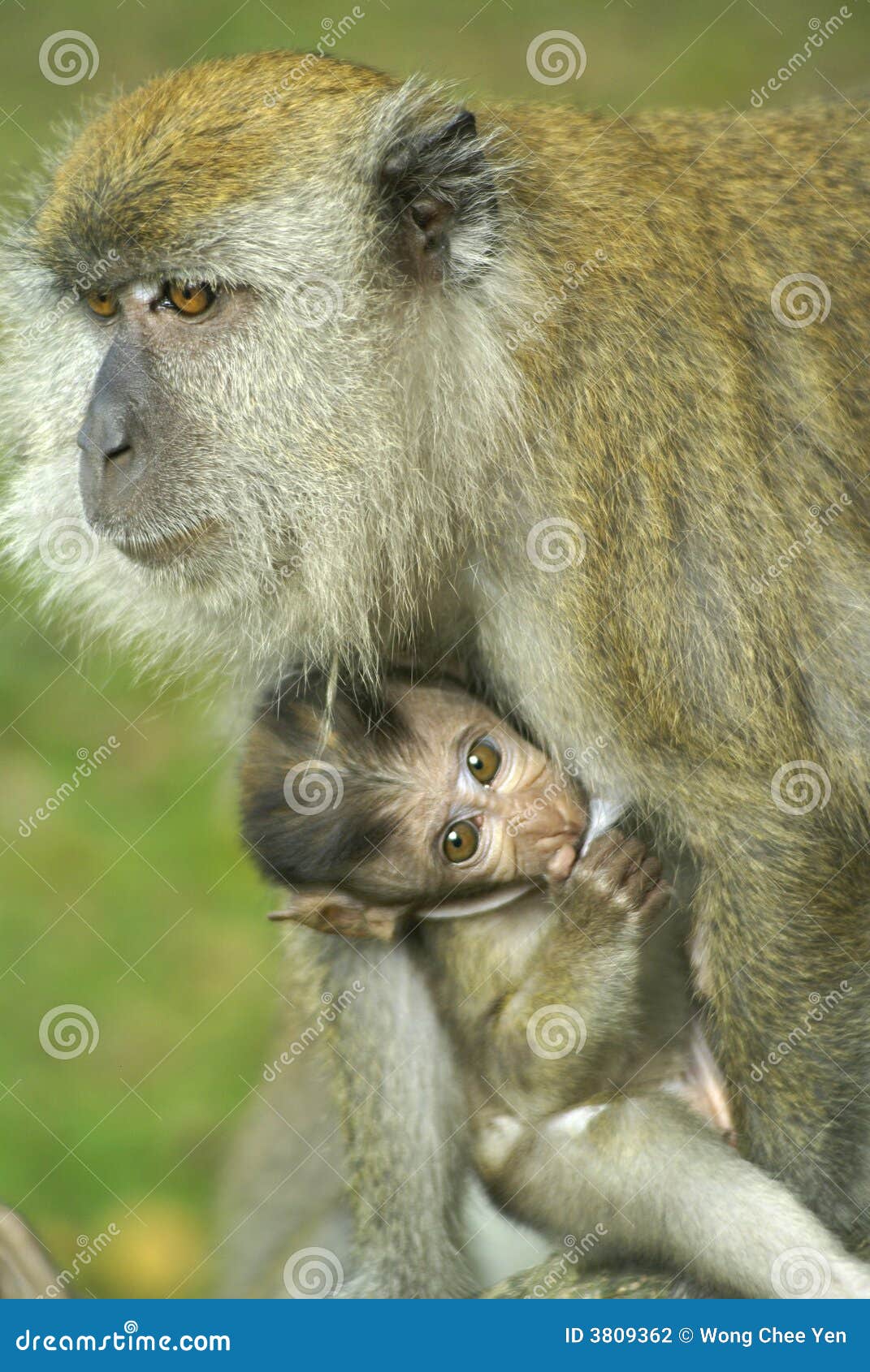 Baby monkey and mom stock photo. Image of mammal, long - 3809362