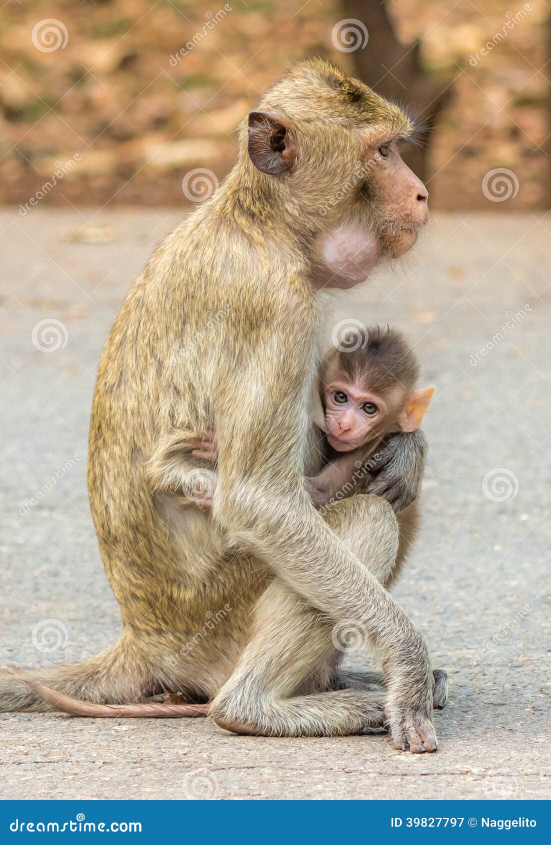 Baby Monkey and Mom stock image. Image of wildlife, mother - 39827797
