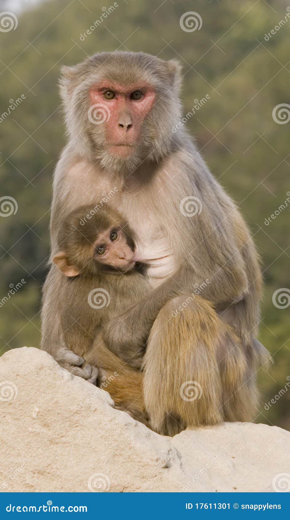 Baby monkey with mother stock image. Image of monkey - 17611301