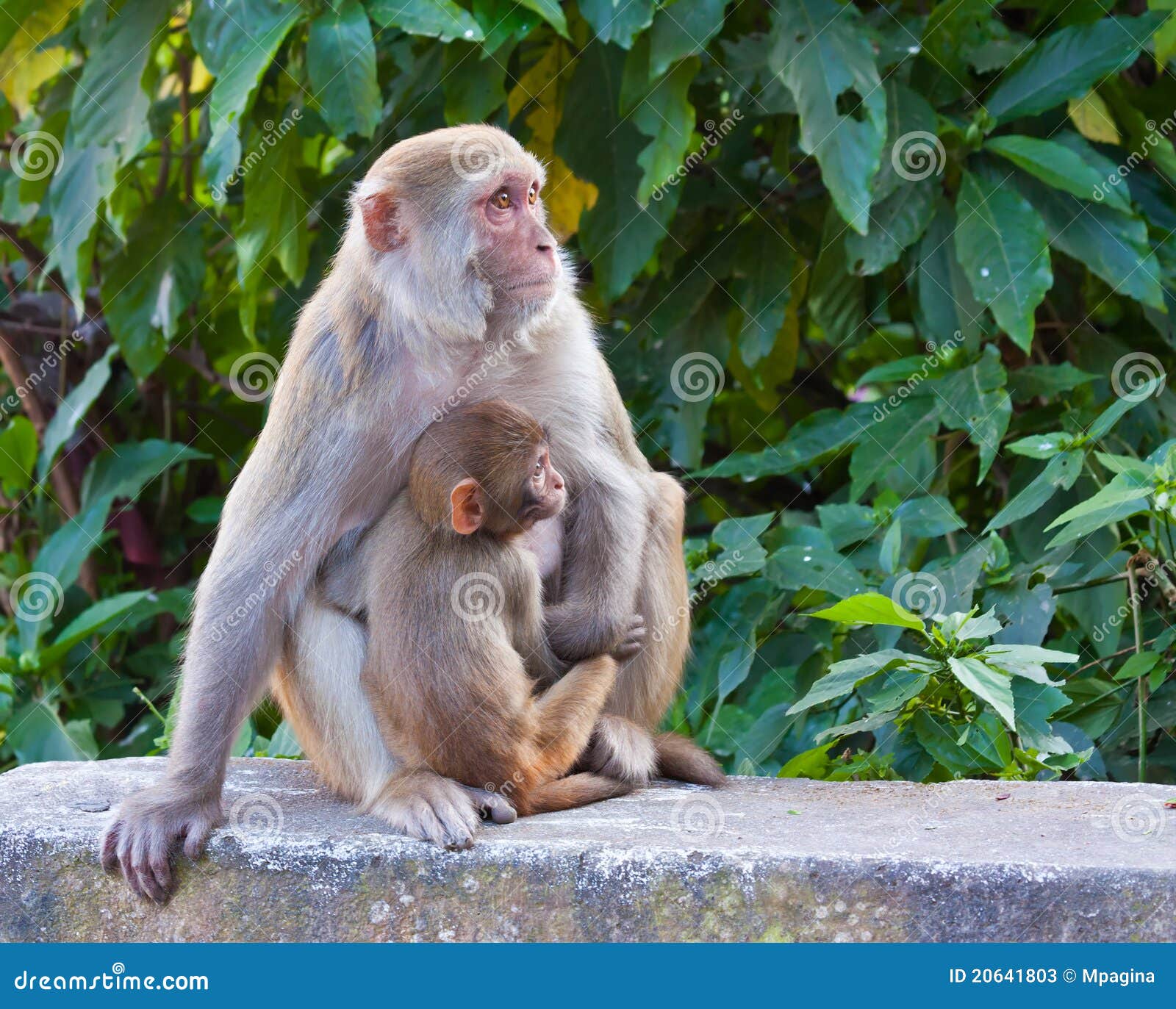 Baby Monkey with Mother stock image. Image of portrait - 20641803