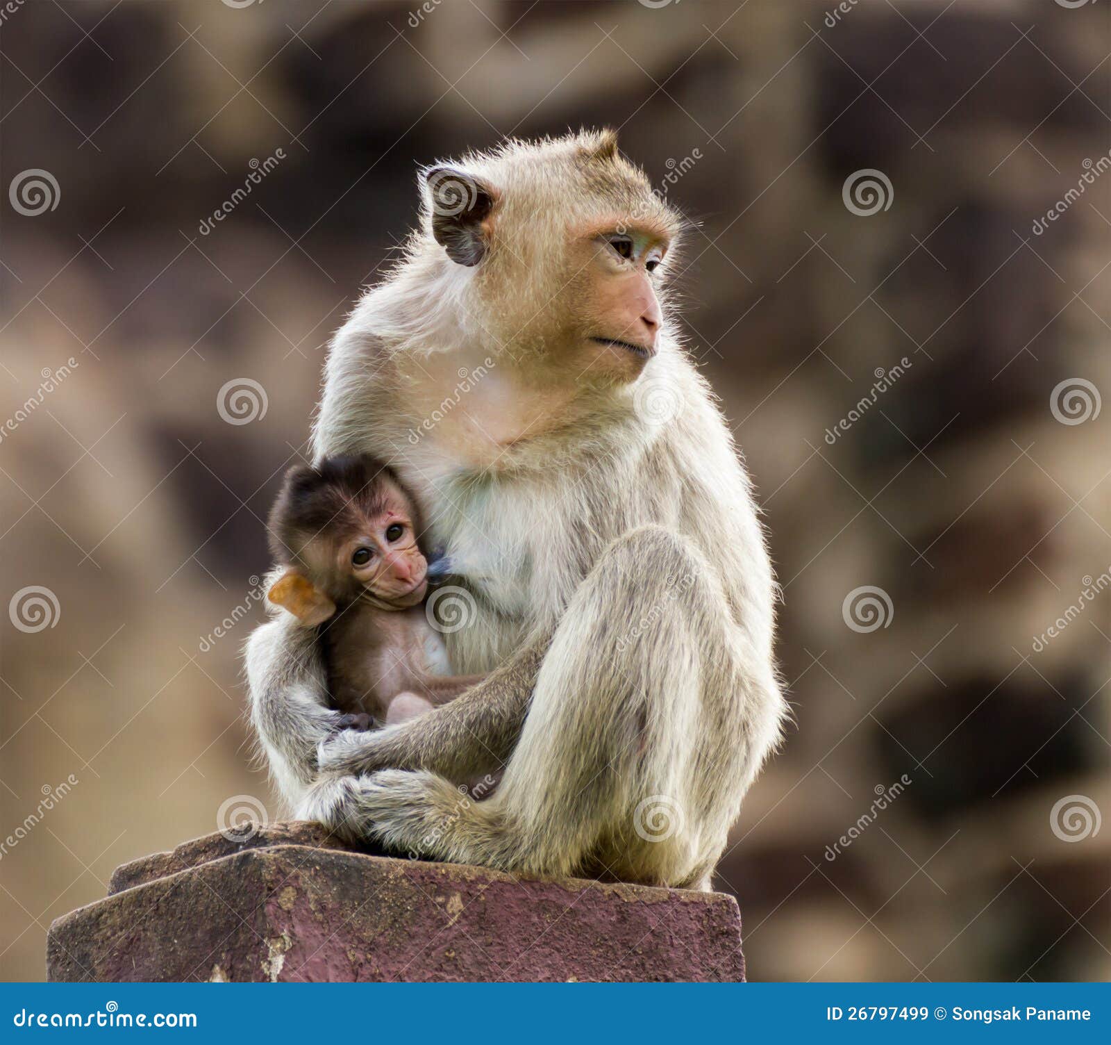 Baby monkey and mother stock image. Image of fuscata - 26797499