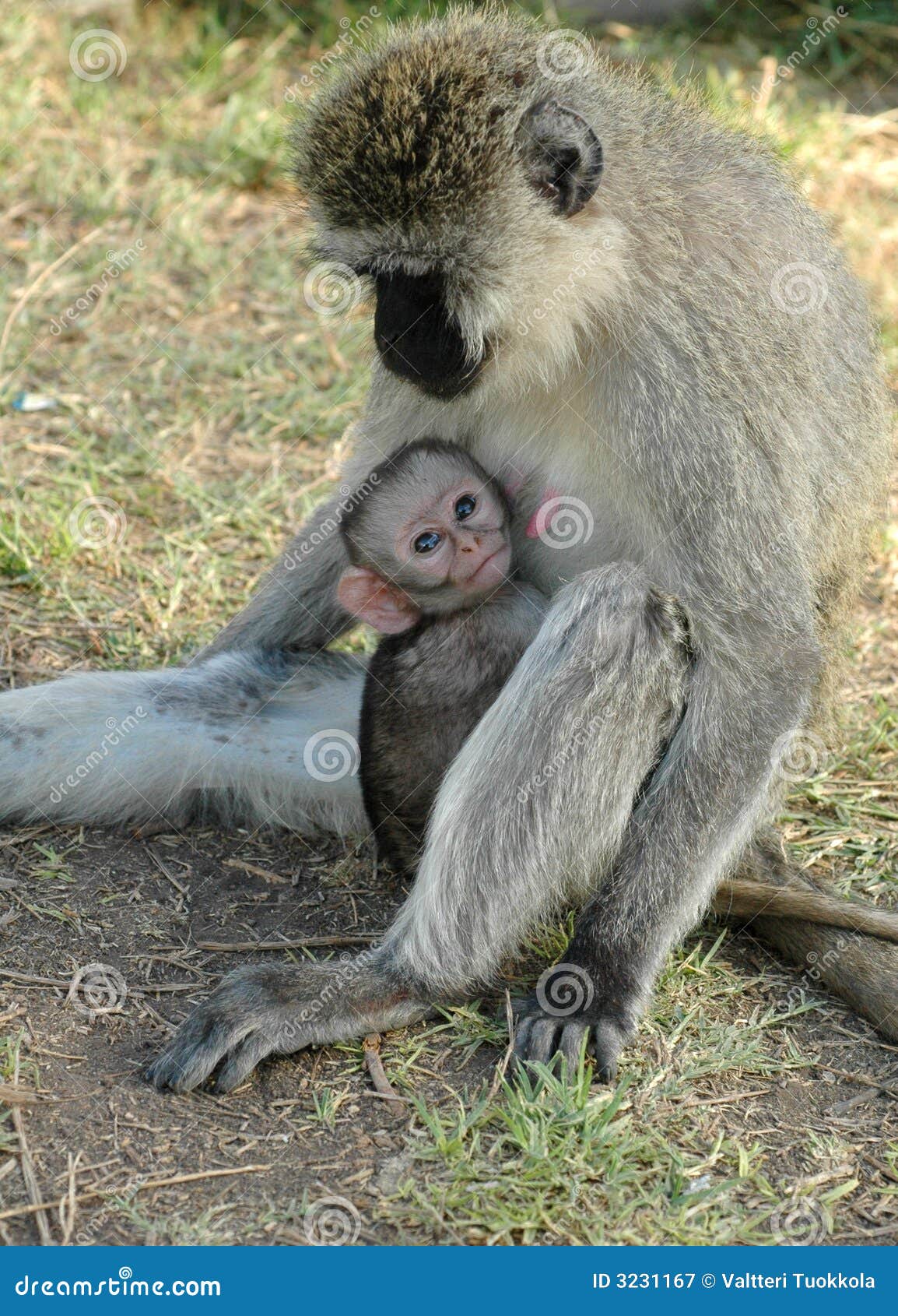 Baby Monkey with Mother stock image. Image of africa, mother - 3231167