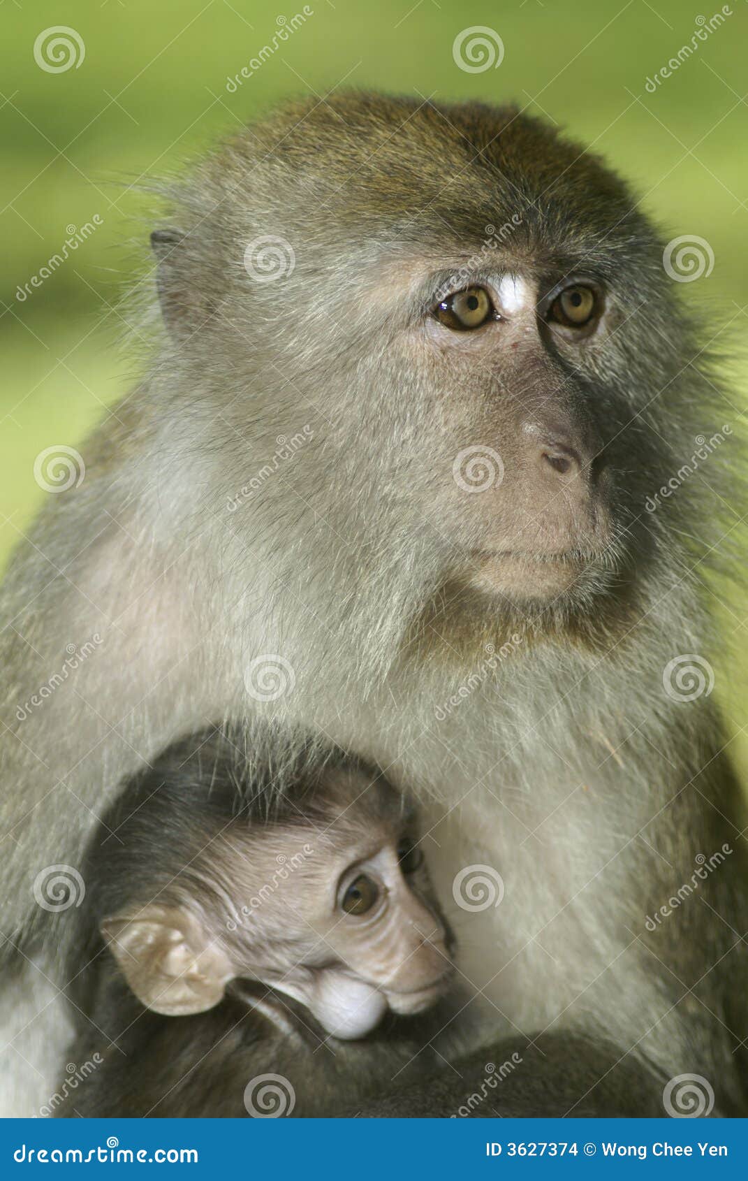 Baby monkey and mother stock photo. Image of childcare - 3627374