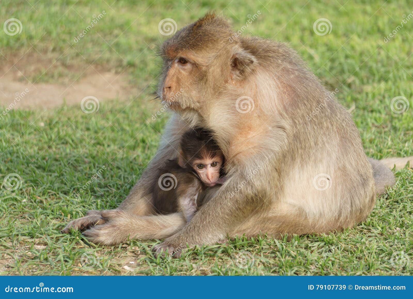Baby Monkey with Mother Nursing Stock Image - Image of macaque, monkeys ...