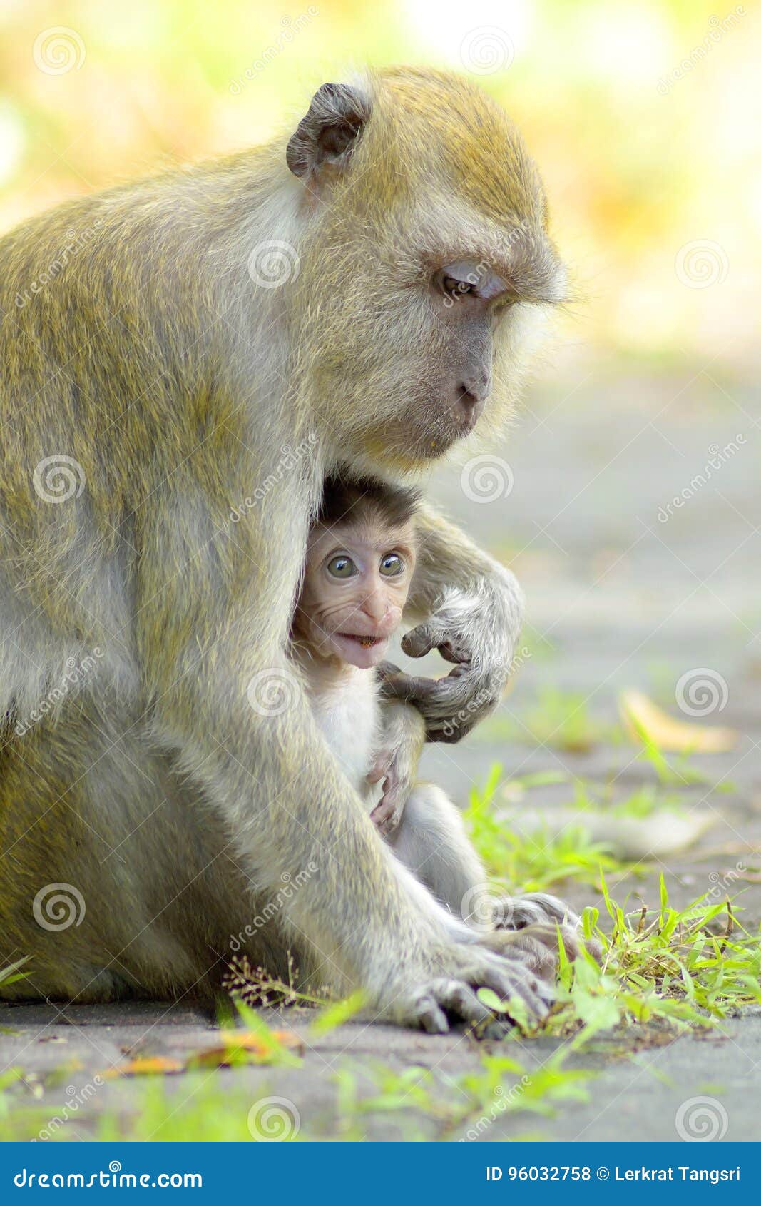 Baby Monkey in Mother& X27;s Arms Stock Photo - Image of animals, baby ...