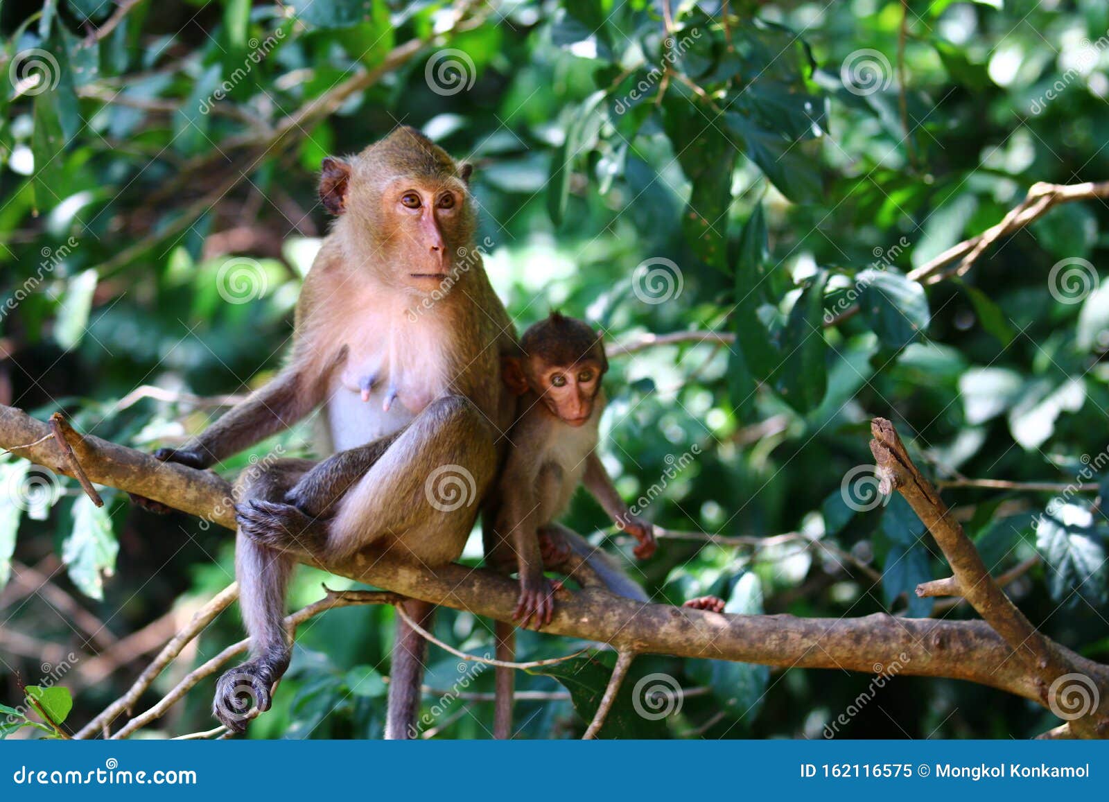 Baby Monkey with Mother Monkey Watching Stock Image - Image of eyes ...
