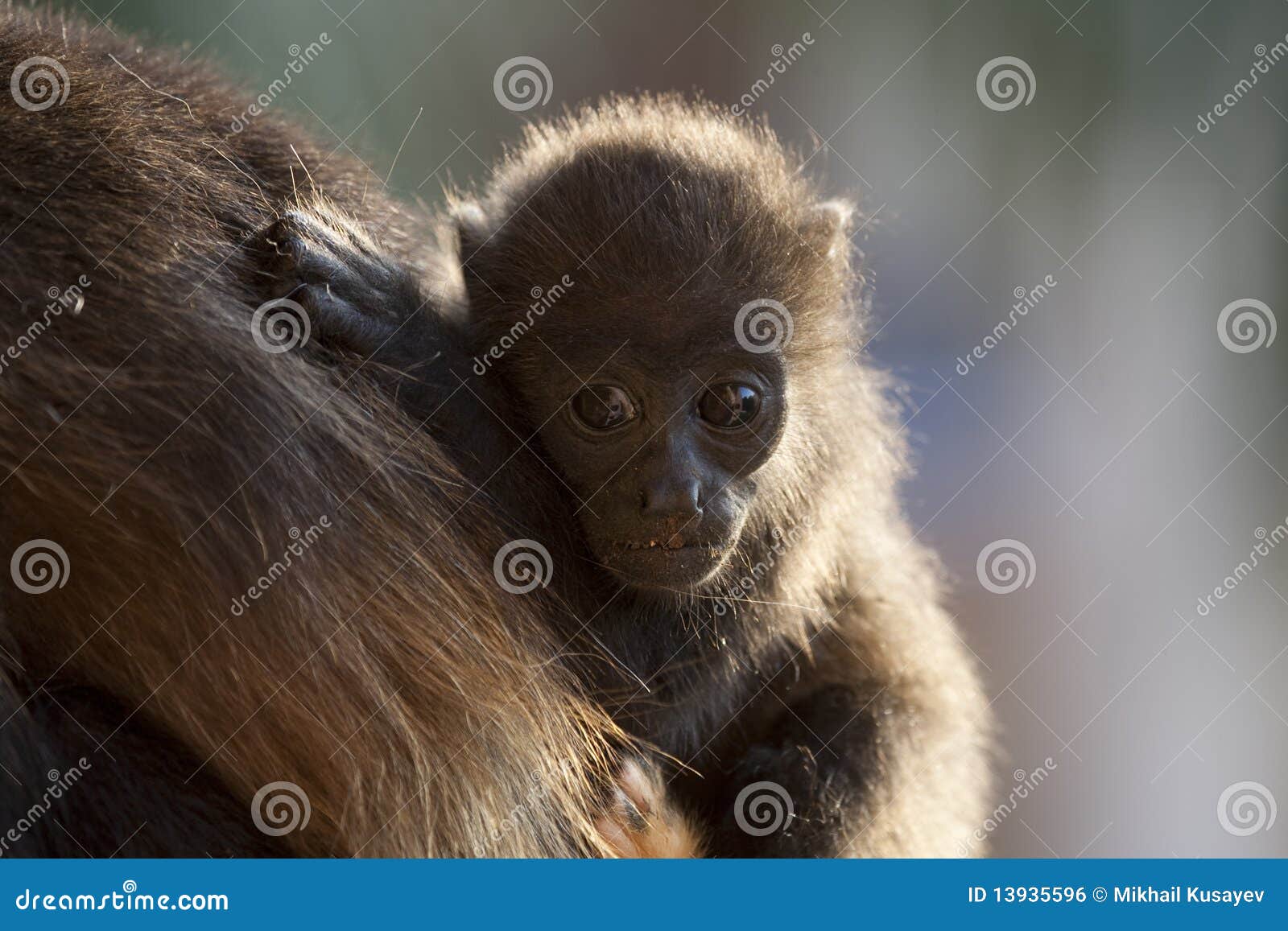 Baby Monkey on Mothers Back Stock Photo - Image of macaque, looking ...