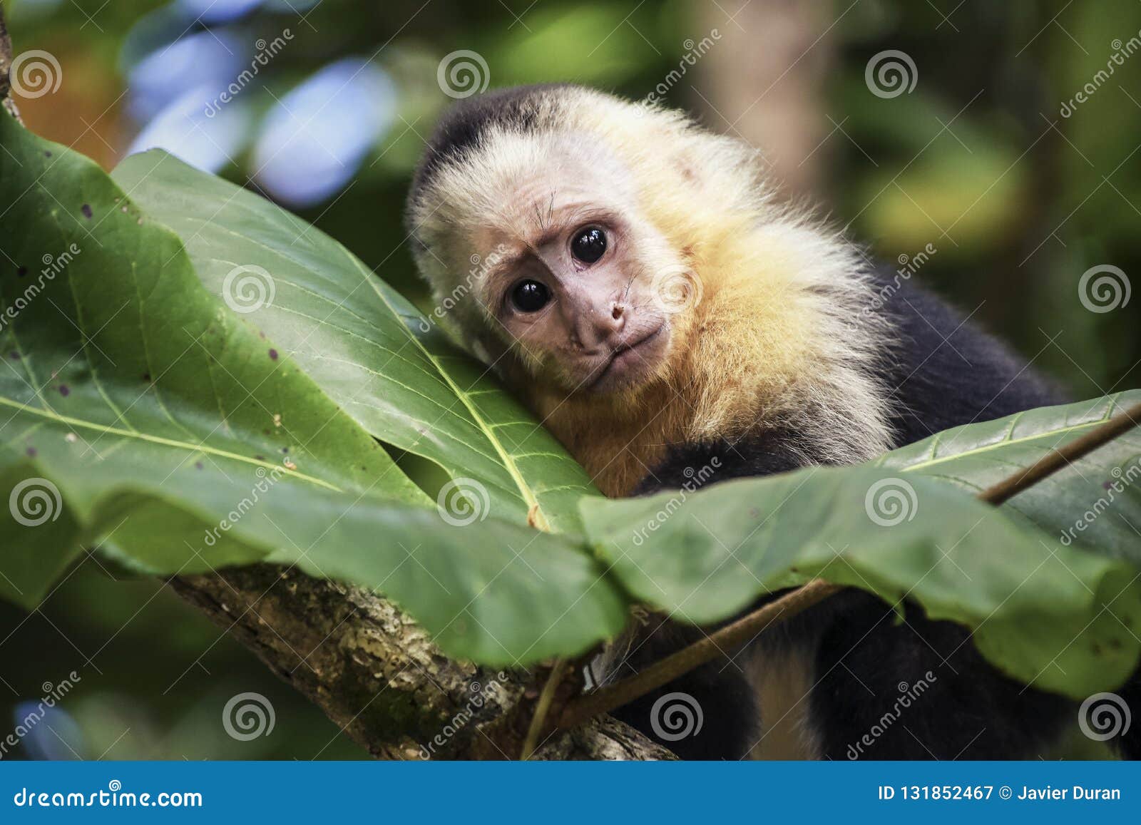 Baby monkey in Costa Rica stock image. Image of monkey - 131852467