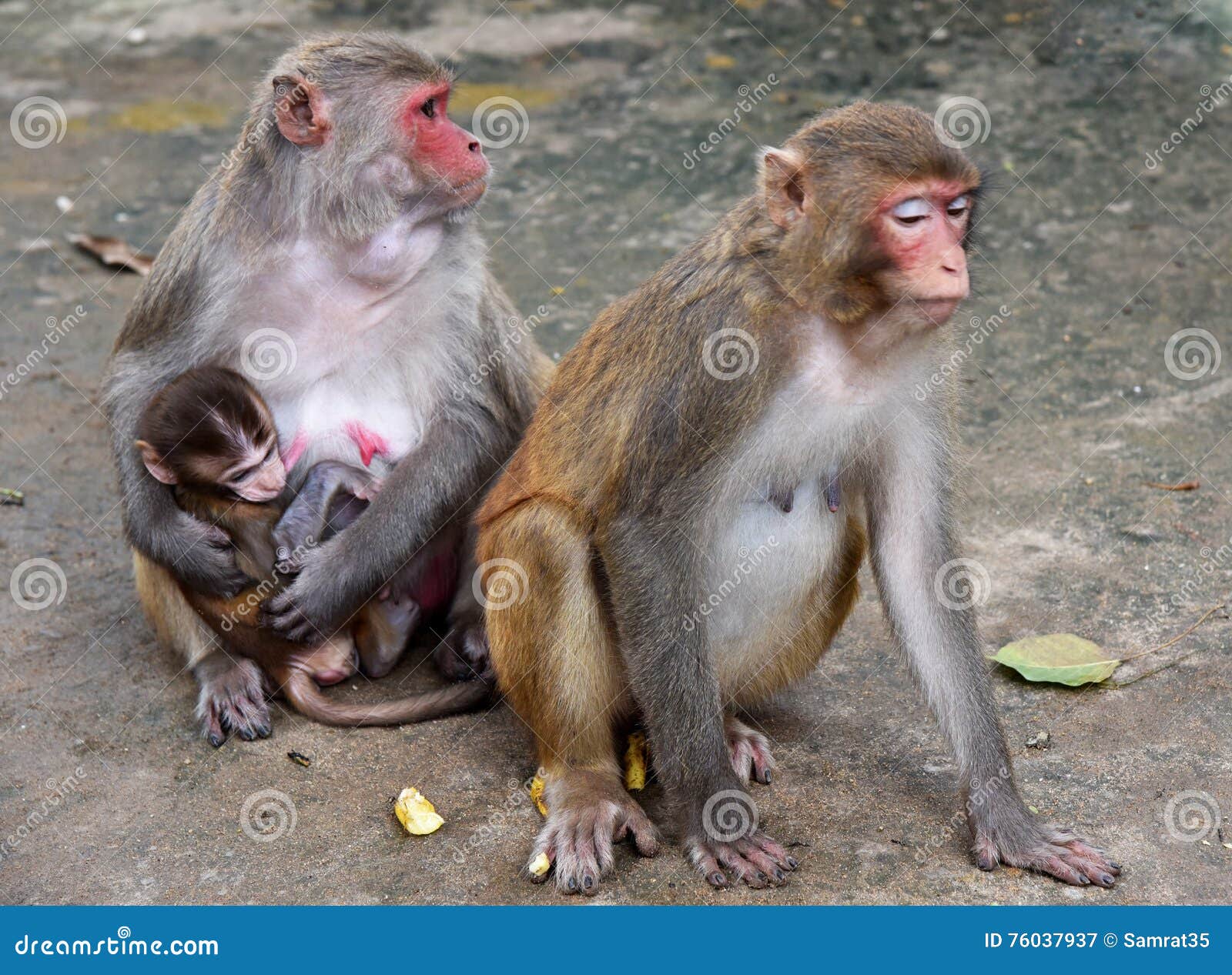 Baby Monkey with Parent stock image. Image of animal - 76037937