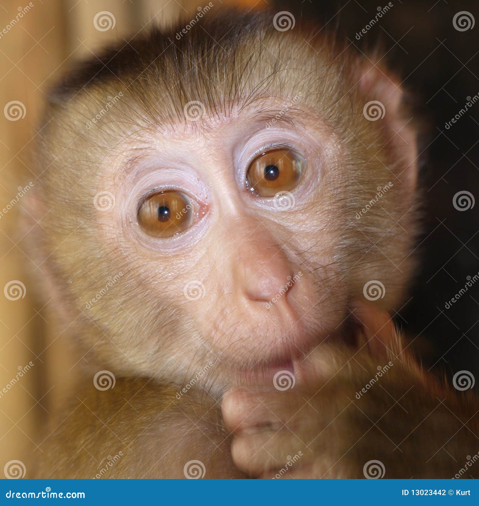 Baby monkey portrait stock photo. Image of baby, youngster - 13023442