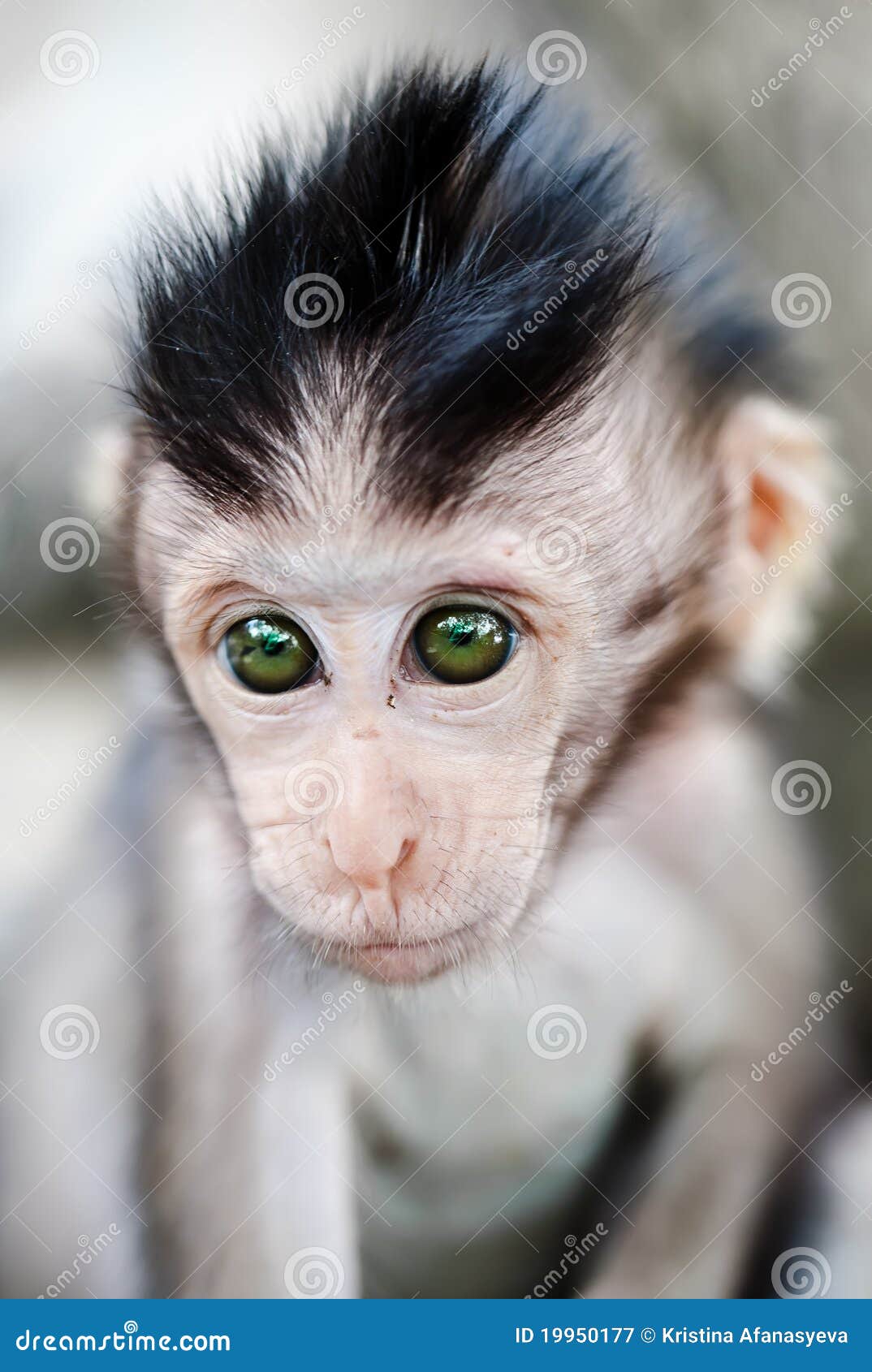 Baby monkey portrait stock image. Image of bali, ubud - 19950177