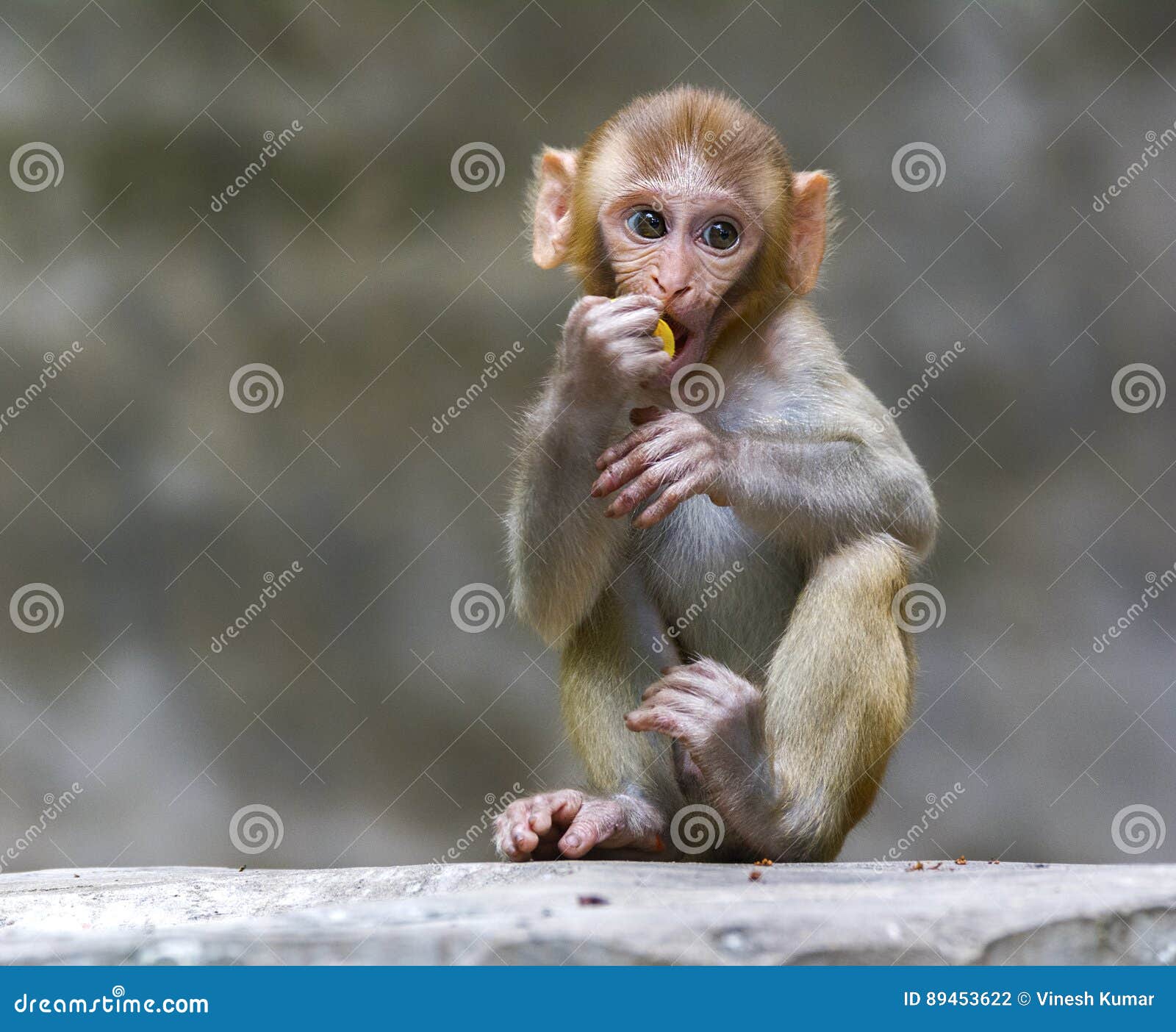 Baby Monkey stock photo. Image of limbs, wild, animal - 89453622