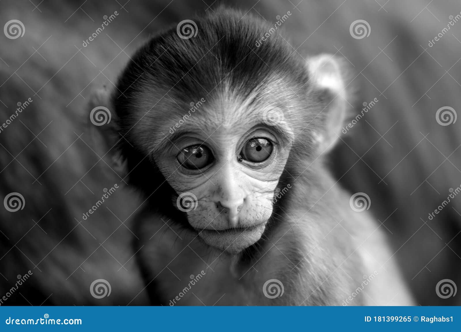 Baby Monkey, Processed in Monochrome Stock Image - Image of wild ...