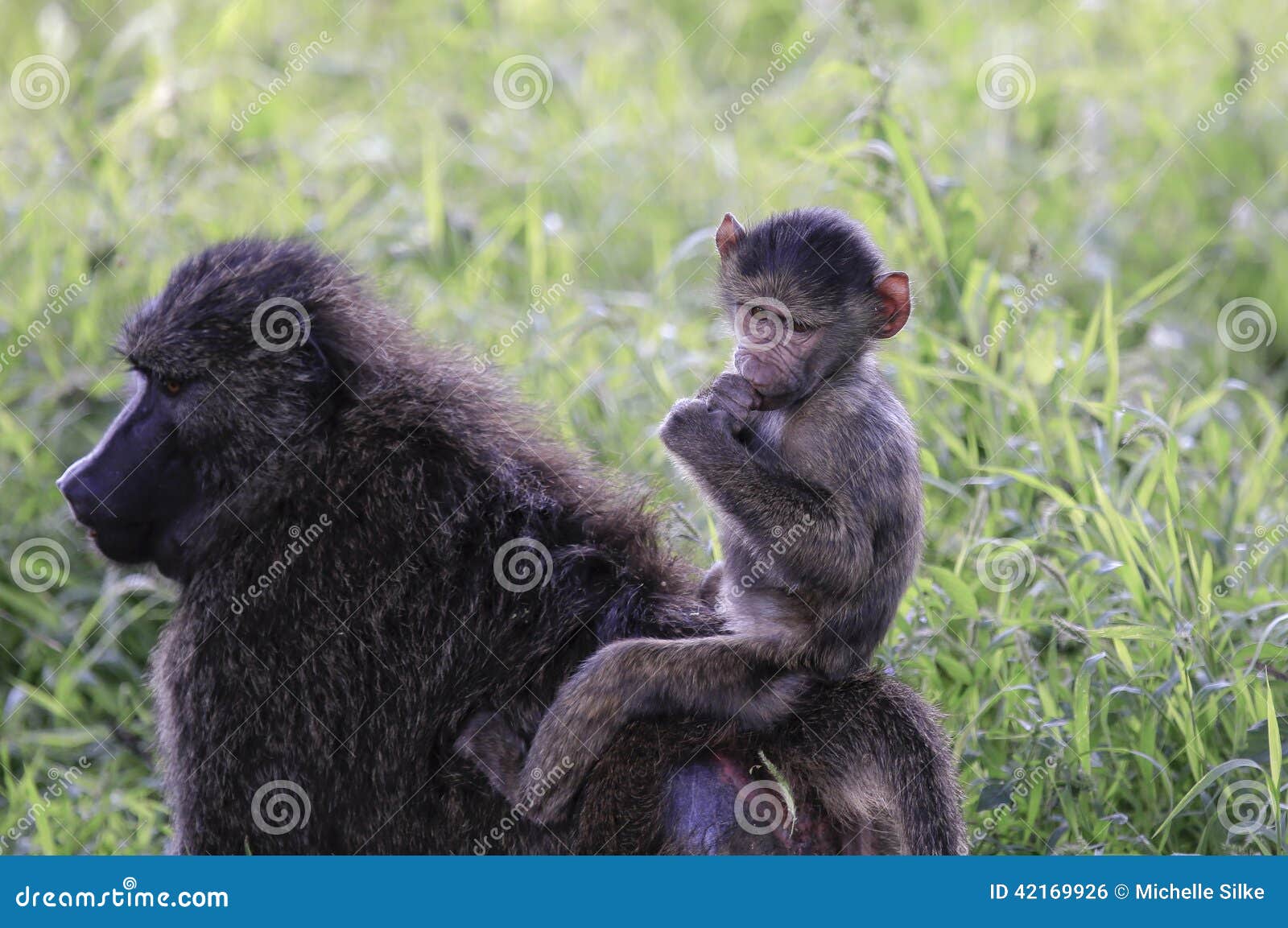 Baby Monkey Riding on Back of Mother Stock Photo - Image of back, head ...