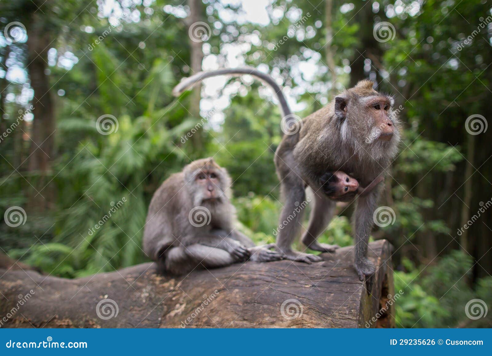 Baby Monkey with it S Parents Stock Photo - Image of furry, resting ...