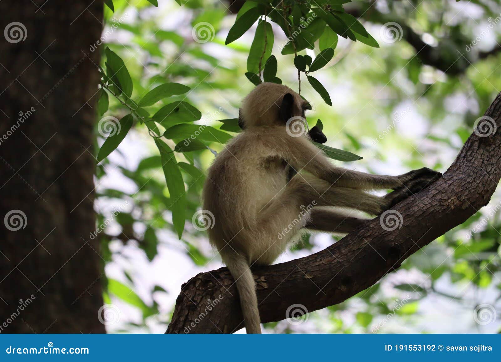 Baby Monkey Sadness Expression on the Branch of the Tree.background ...