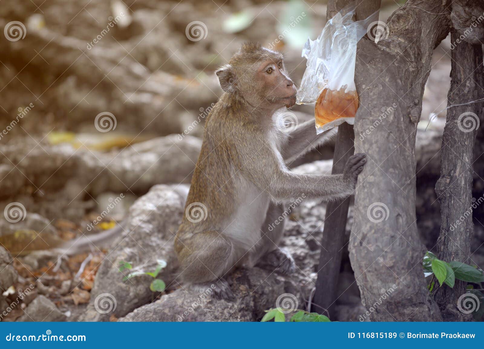 Monkey Sit and Wait for Food Stock Image - Image of travel, jungle ...