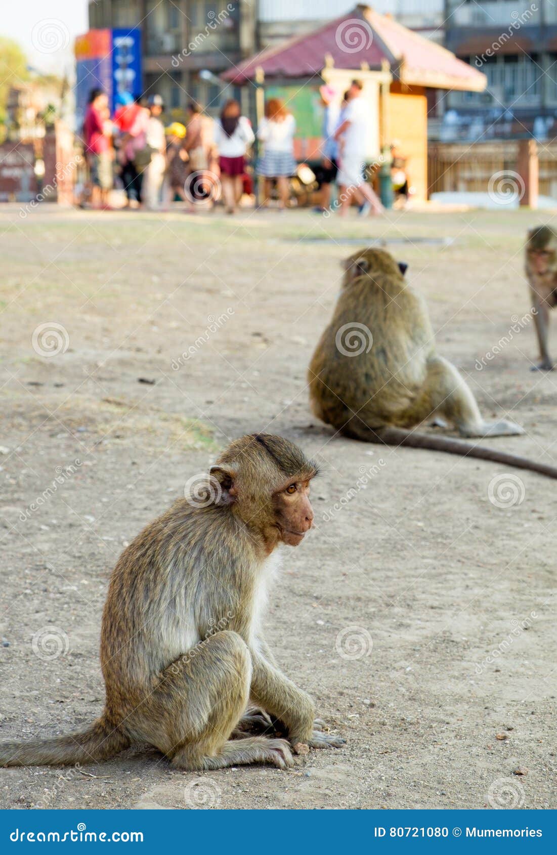 Baby monkey sit waiting stock photo. Image of mother - 80721080