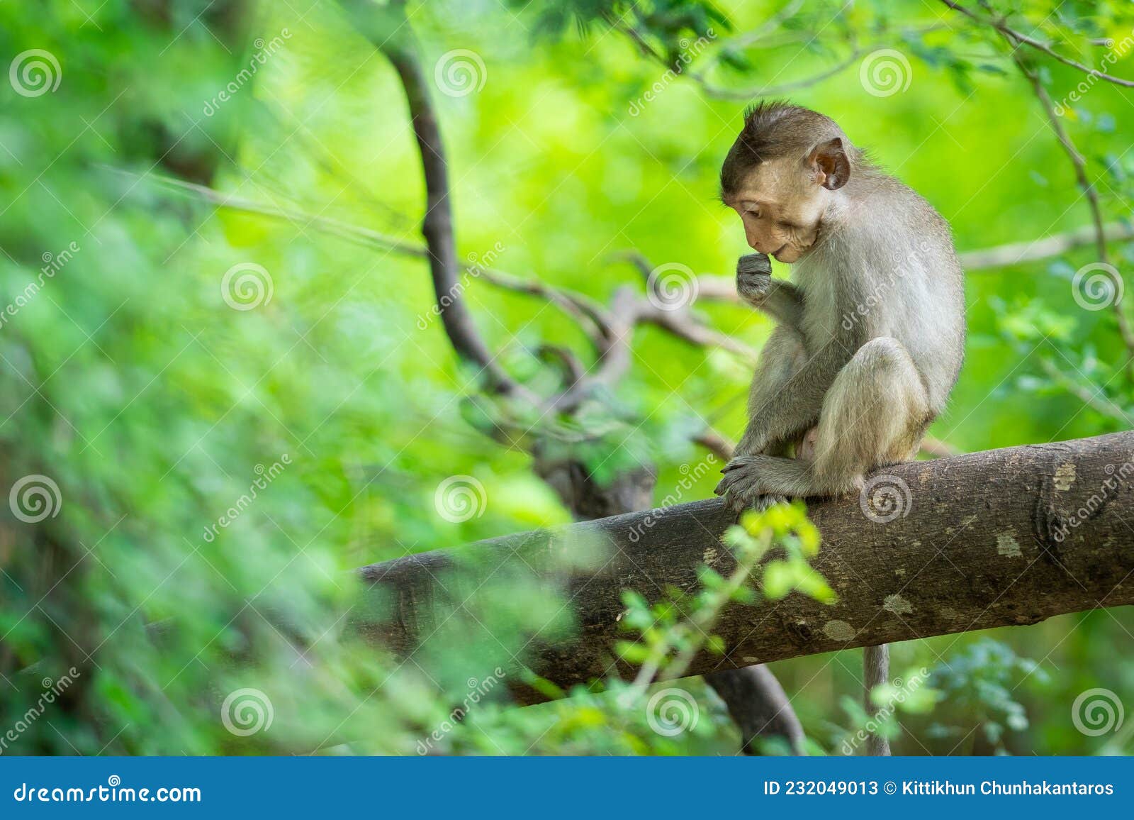 A Baby Monkey Sits Alone in a Tree in the Tropical Forest Stock Image ...