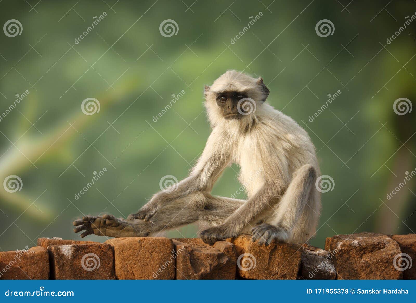 Baby monkey stock photo. Image of cute, hand, hair, monkey - 171955378
