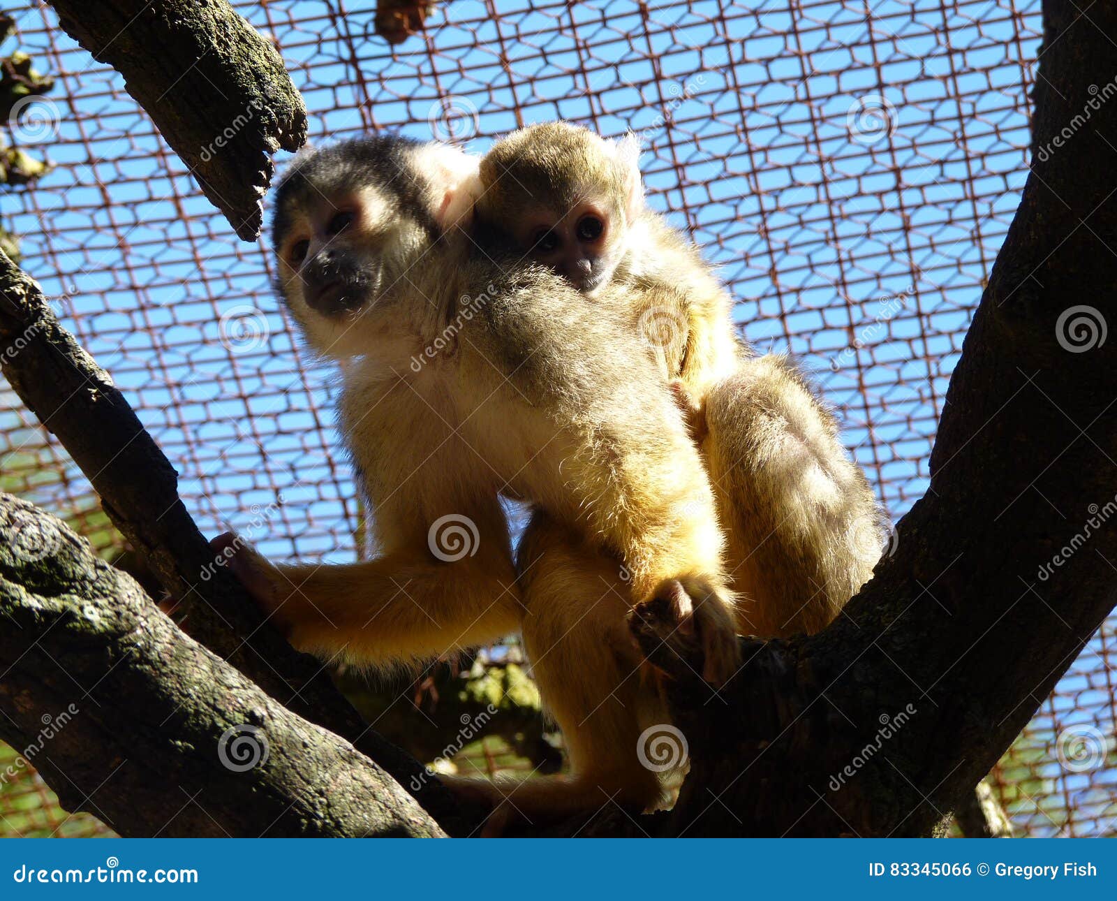 Baby Monkey Sitting on the Back of the Mother Monkeys Stock Photo ...