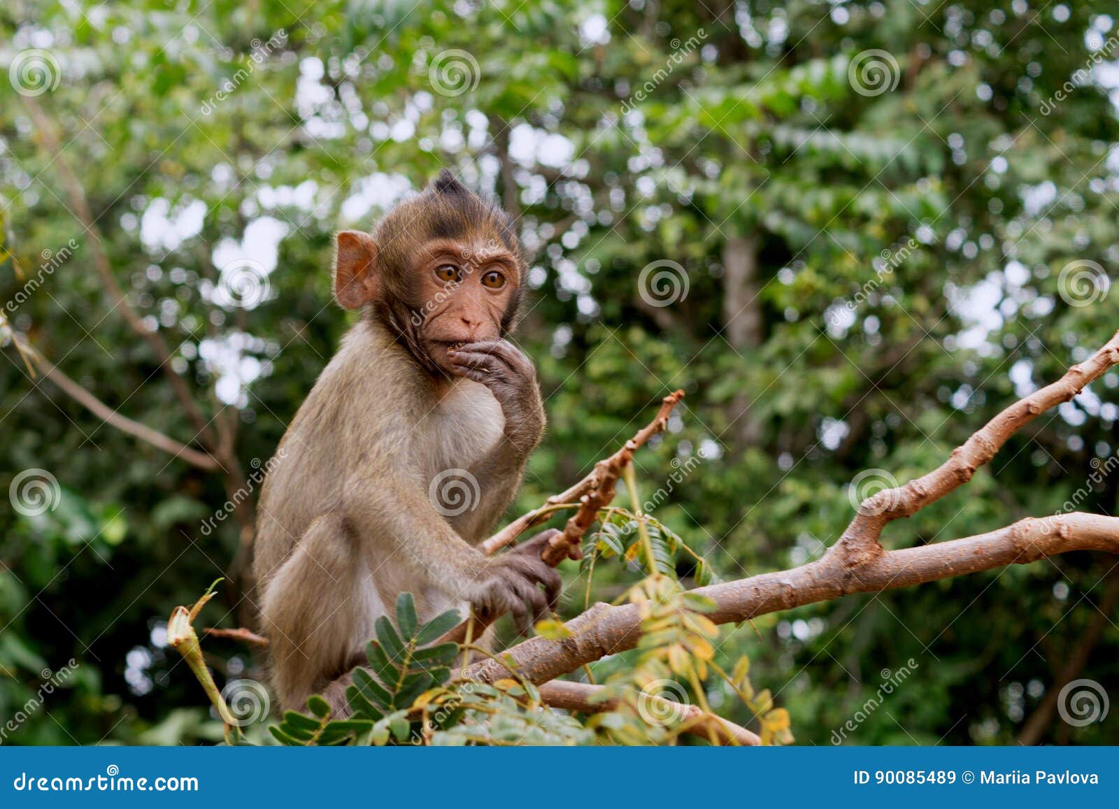 Baby Monkey Sitting and Eating on a Tree Stock Image - Image of macaca ...