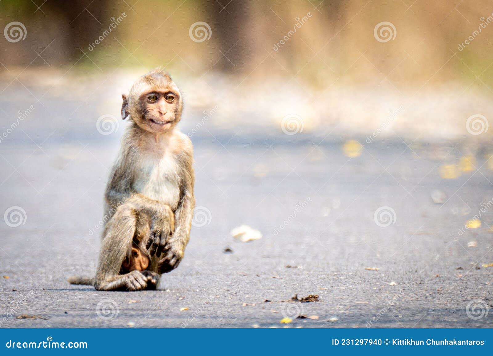 Baby Monkey Smiling