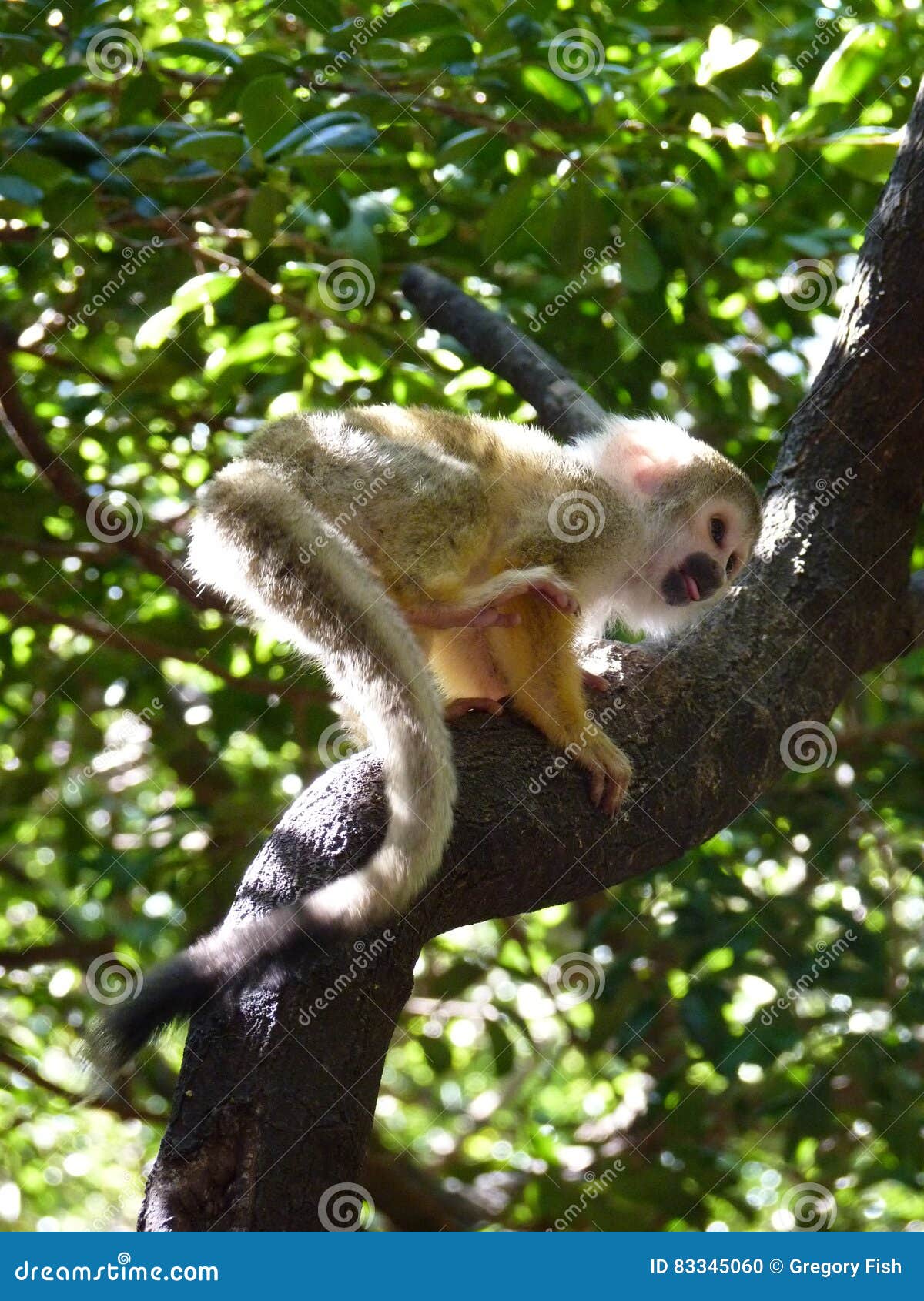 Baby Monkey Sitting on the Tree Stock Photo - Image of leaves, wild ...