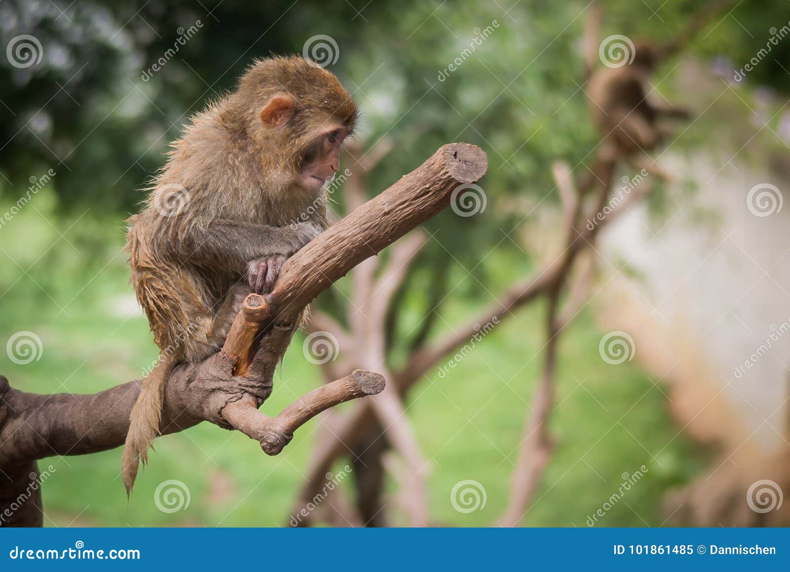 Baby monkey stay on tree stock image. Image of tree - 101861485