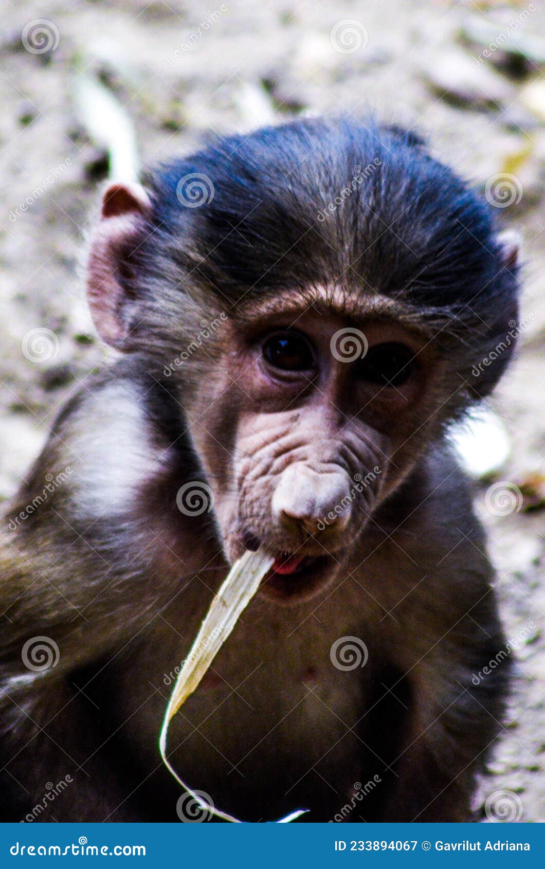 Eye Contact with a Baby Monkey Stock Image - Image of loking, head ...