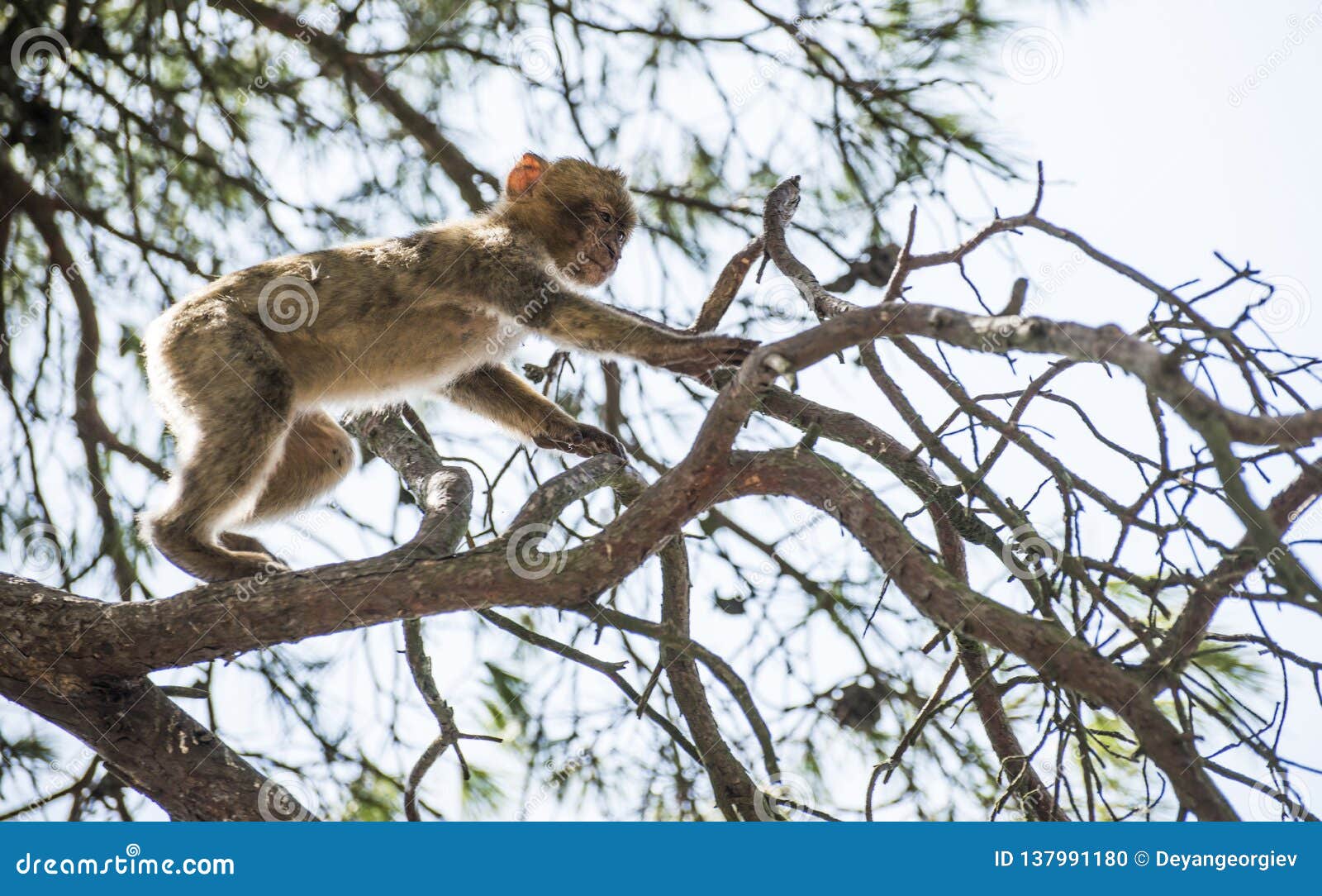Baby monkey stock photo. Image of mammal, nature, funny - 137991180