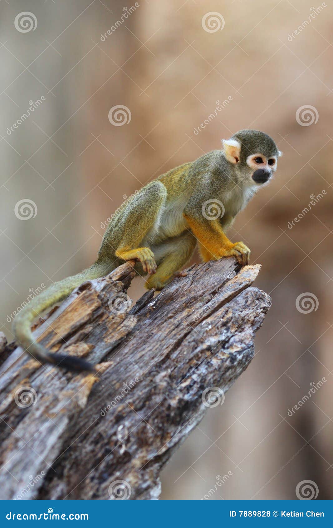 A Monkey On The Tree Royalty-Free Stock Photography | CartoonDealer.com ...