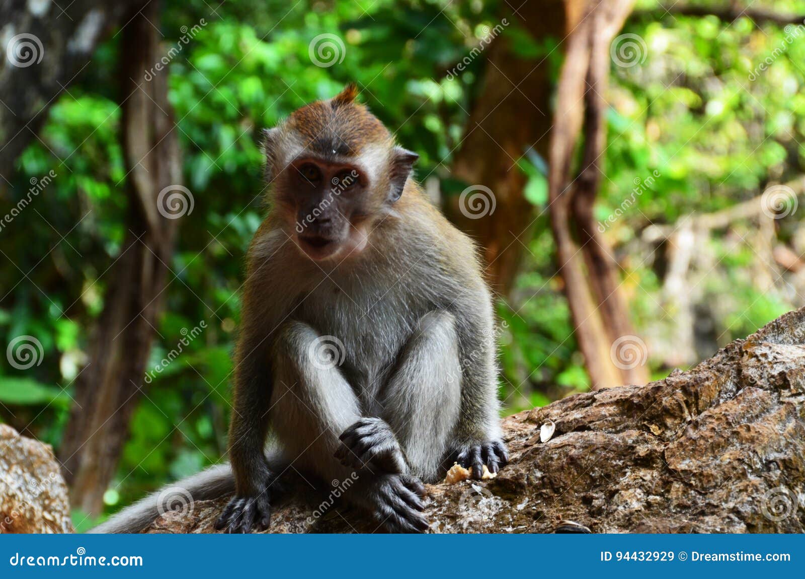 Baby monkey stock image. Image of macaque, babby, little - 94432929