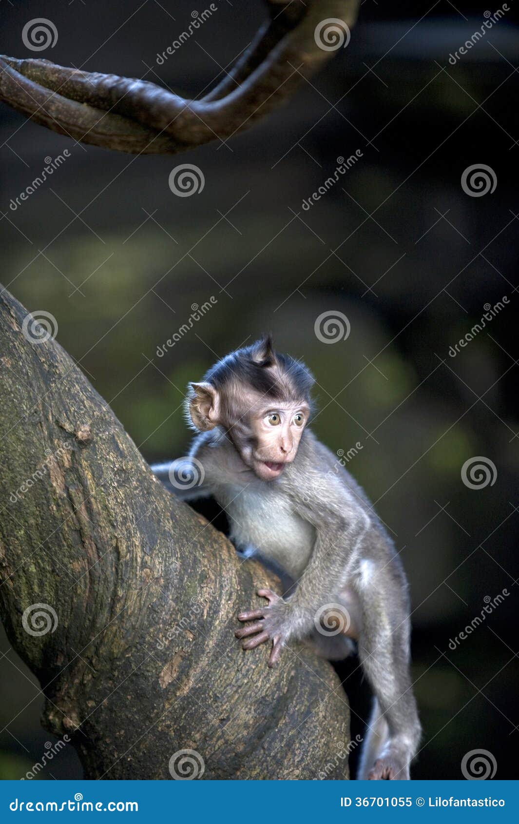 Baby Monkey on Tree stock image. Image of primate, babies - 36701055
