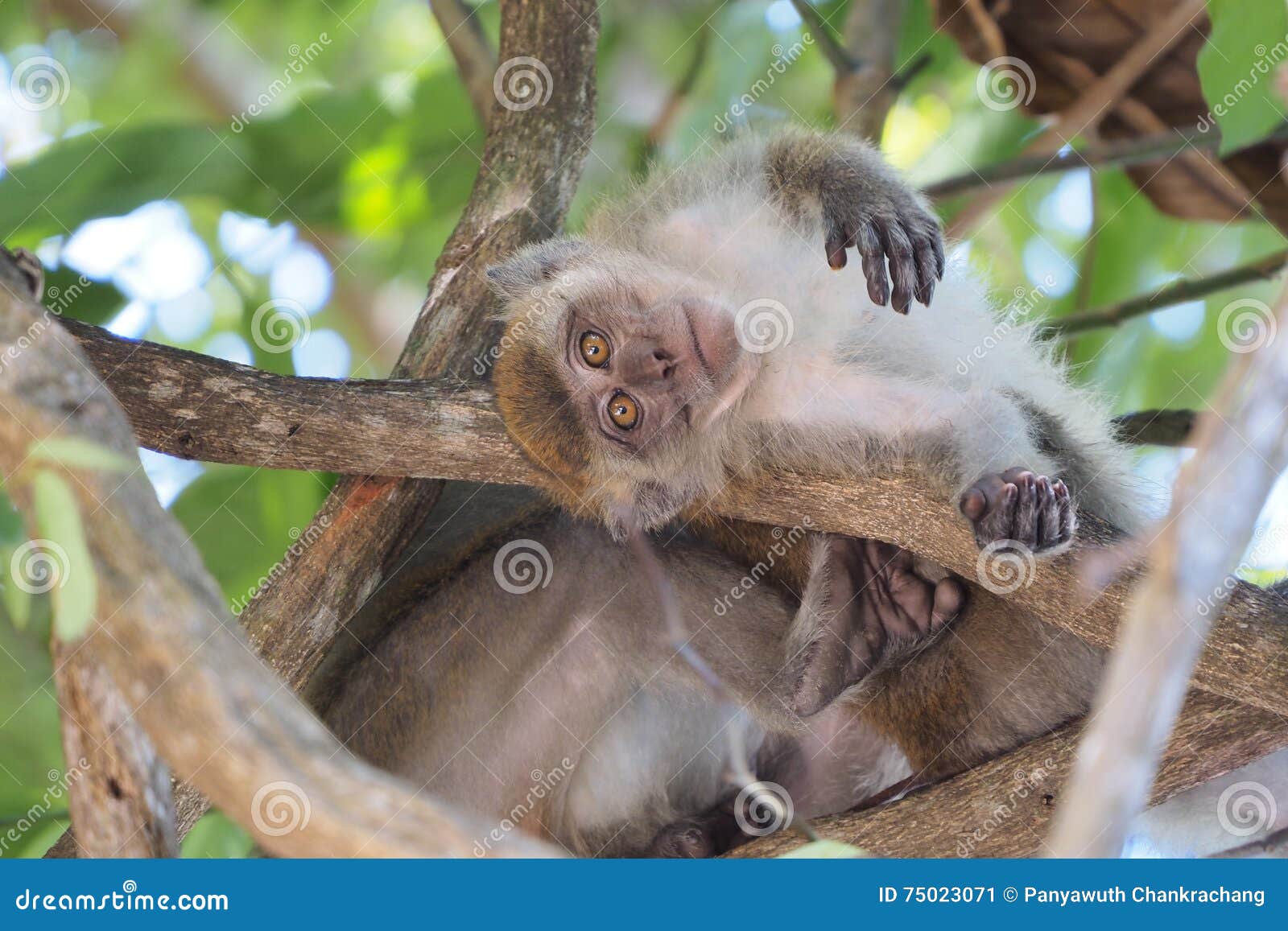 Baby Monkey on the tree stock image. Image of hair, ground - 75023071