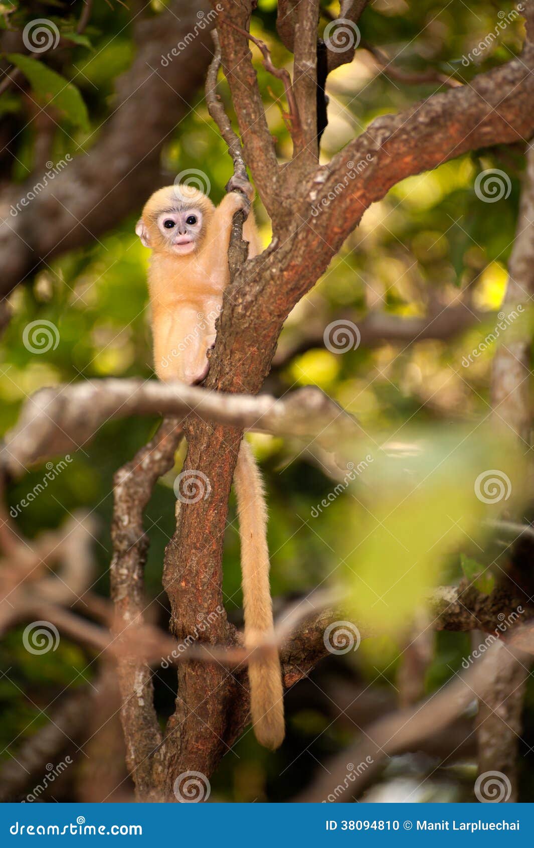 Baby Monkey on a Tree ( Presbytis Obscura Reid ). Stock Photo - Image ...