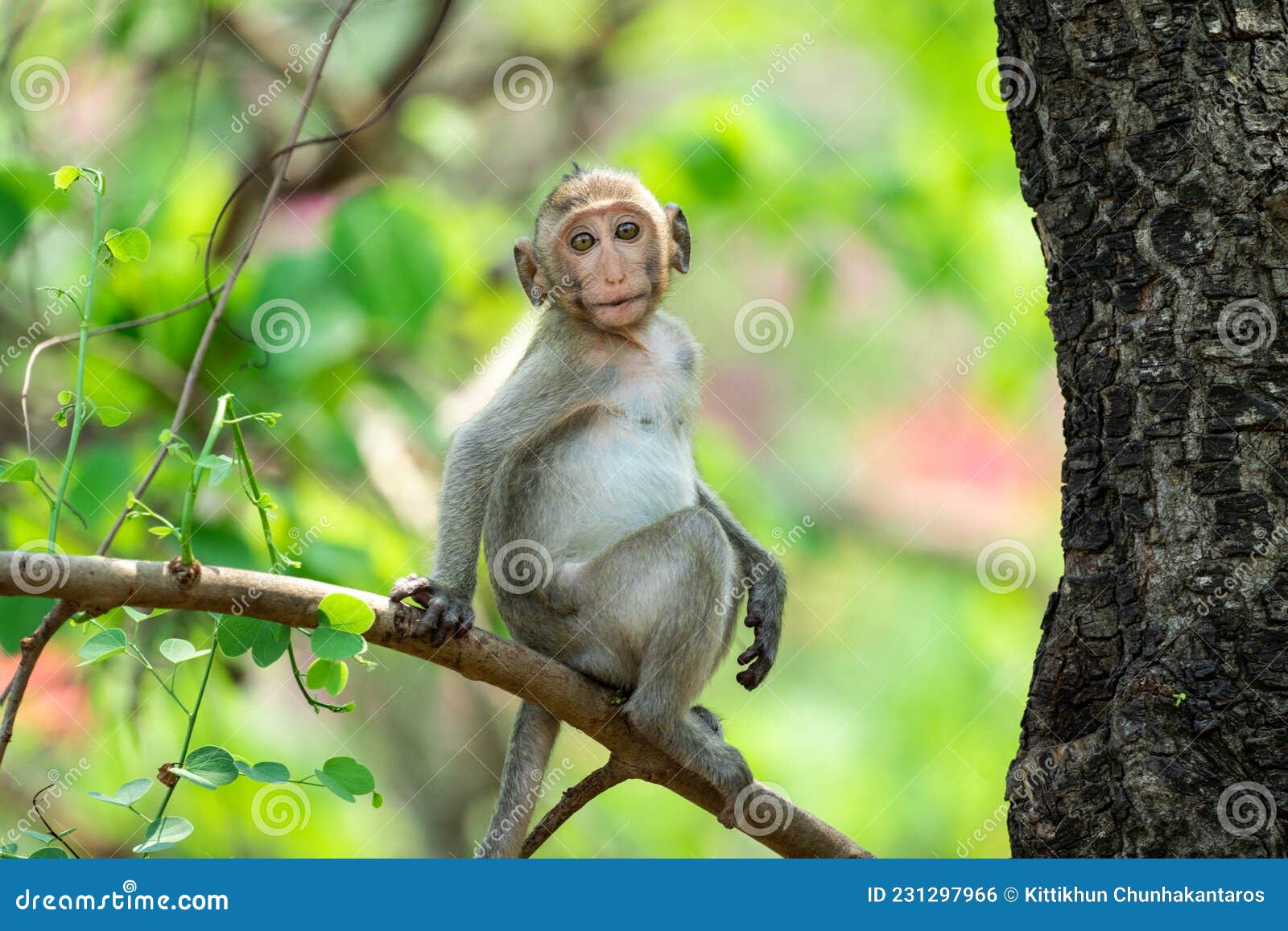 Baby Monkey on a Tree in a Tropical Forest Stock Photo - Image of ...
