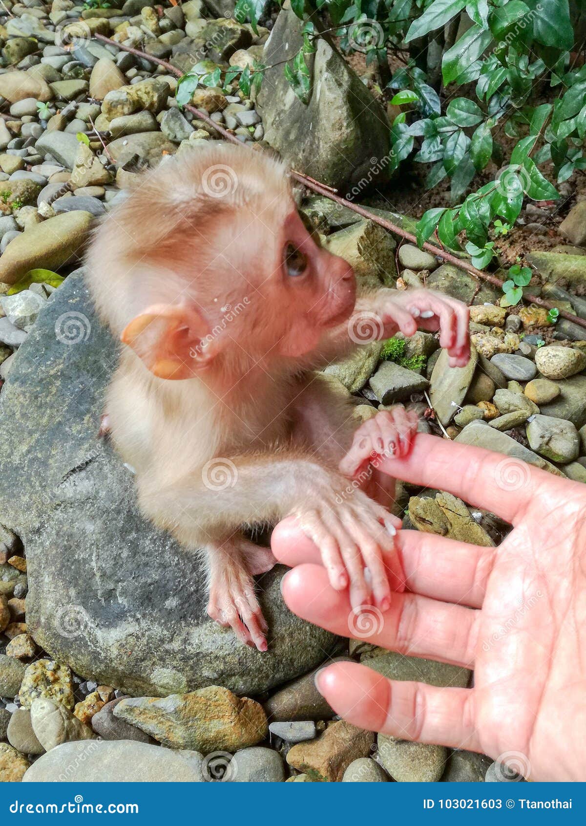 Baby Monkey Turns Enchanted Forest Was Settled with a Handshake Stock ...