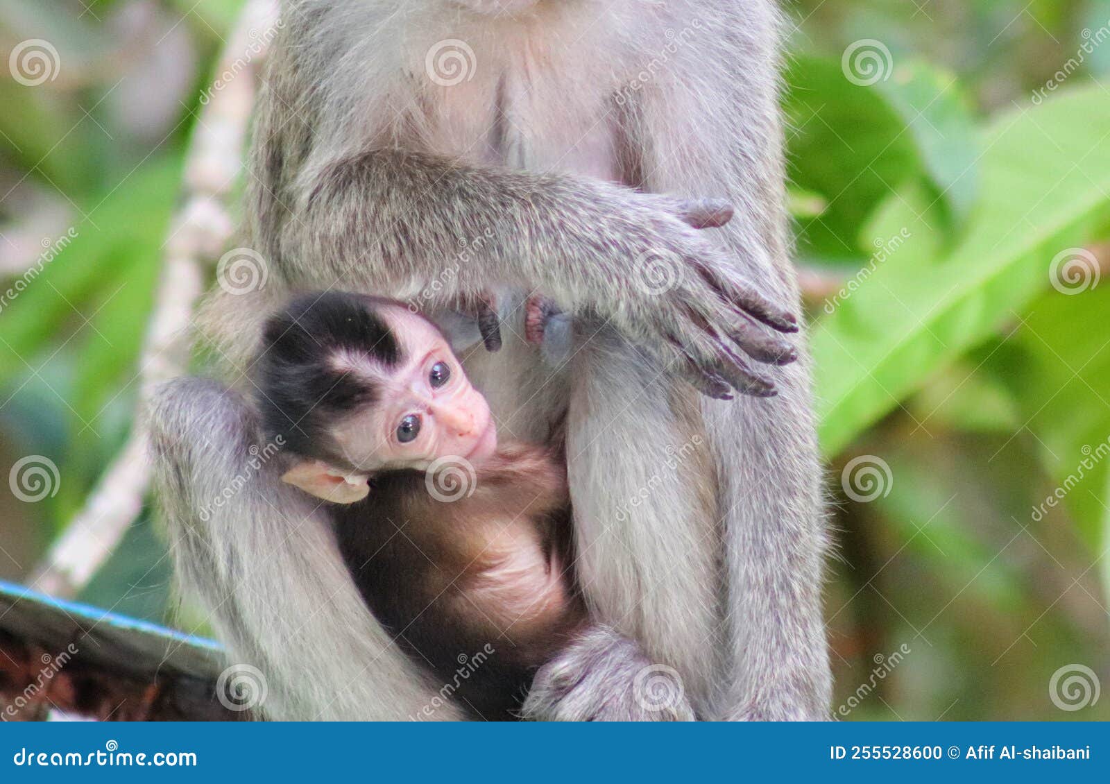 A baby monkey watching stock photo. Image of monkey - 255528600