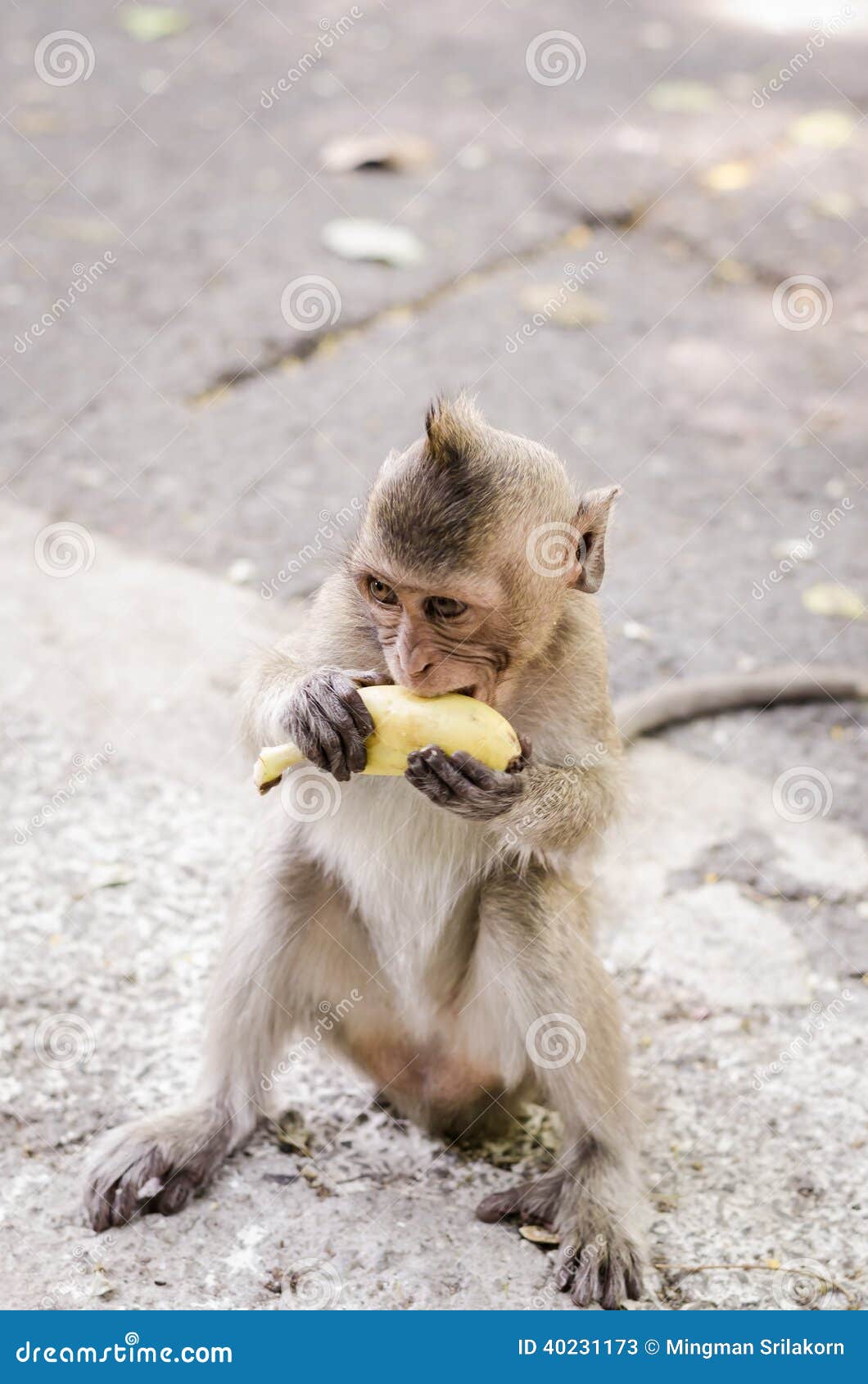 Baby Monkeys are Curious,Chonburi, Stock Image - Image of creature ...