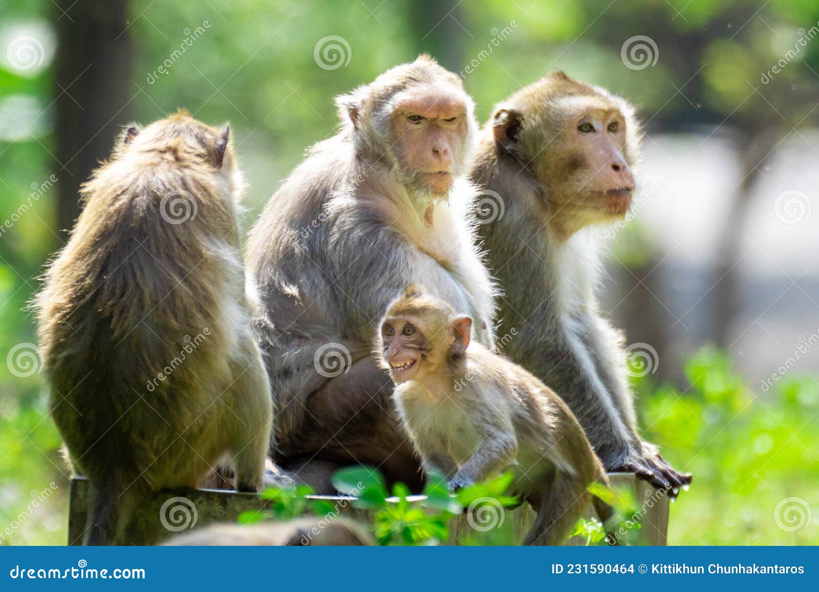 Baby Monkeys are Enjoying Themselves in the Herd Stock Photo - Image of ...
