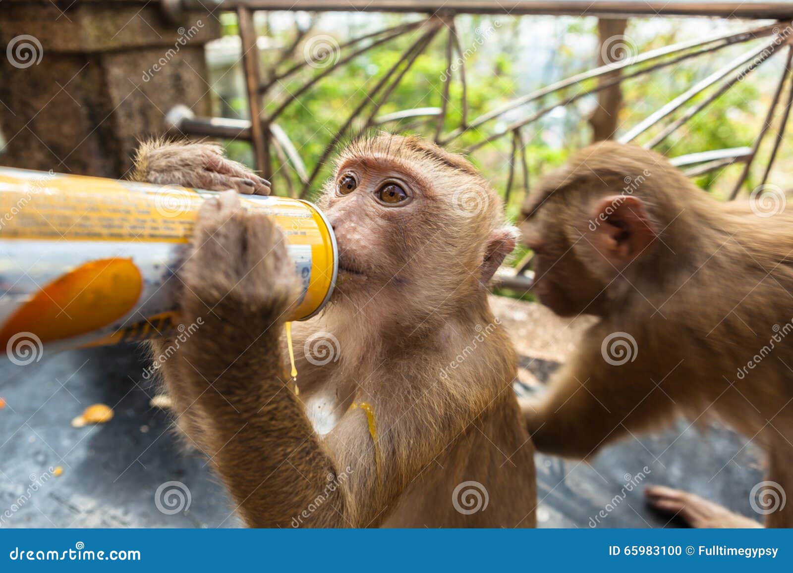 Baby monkeys stock photo. Image of temple, monkeys, funny - 65983100
