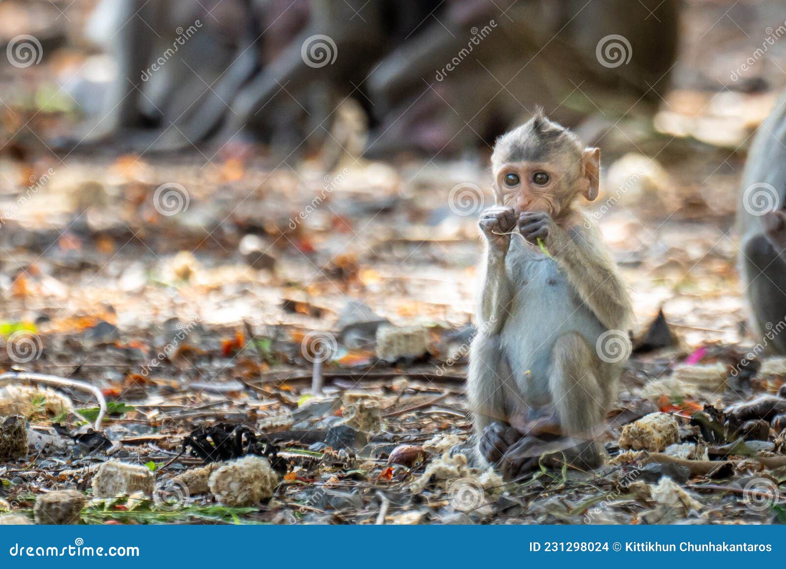 Baby Monkeys are Sitting Alone in Nature Stock Photo - Image of cute ...