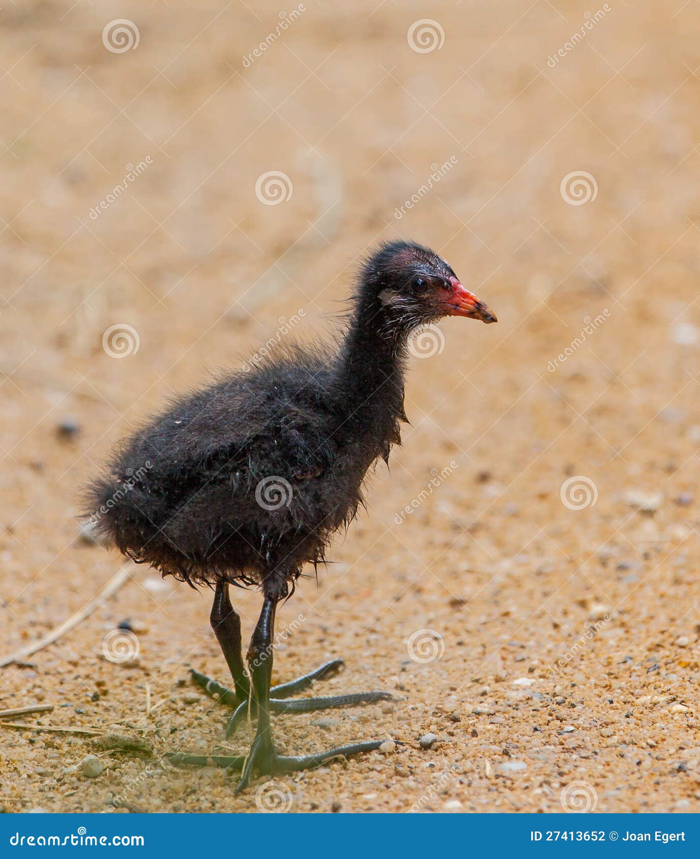 Baby Moorhen stock photo. Image of feathers, fauna, detailed - 27413652