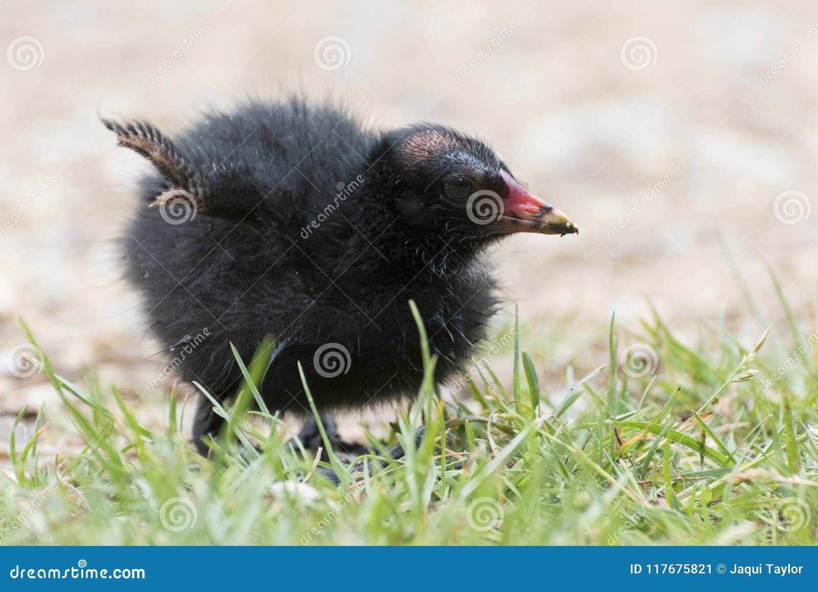A Baby Moorhen at Southampton Common Stock Image - Image of black, baby ...