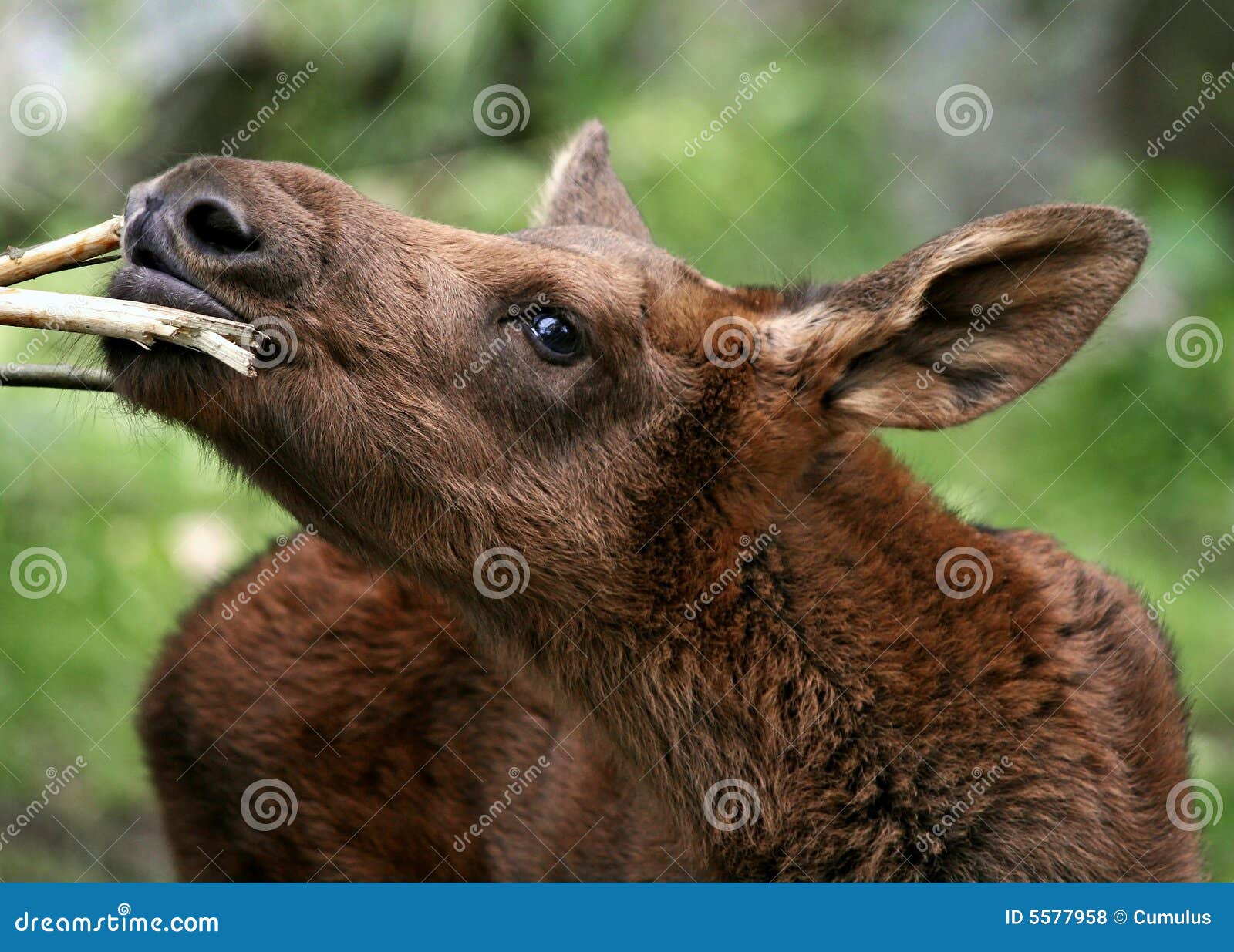 Baby moose stock photo. Image of wild, mammal, baby, forest - 5577958